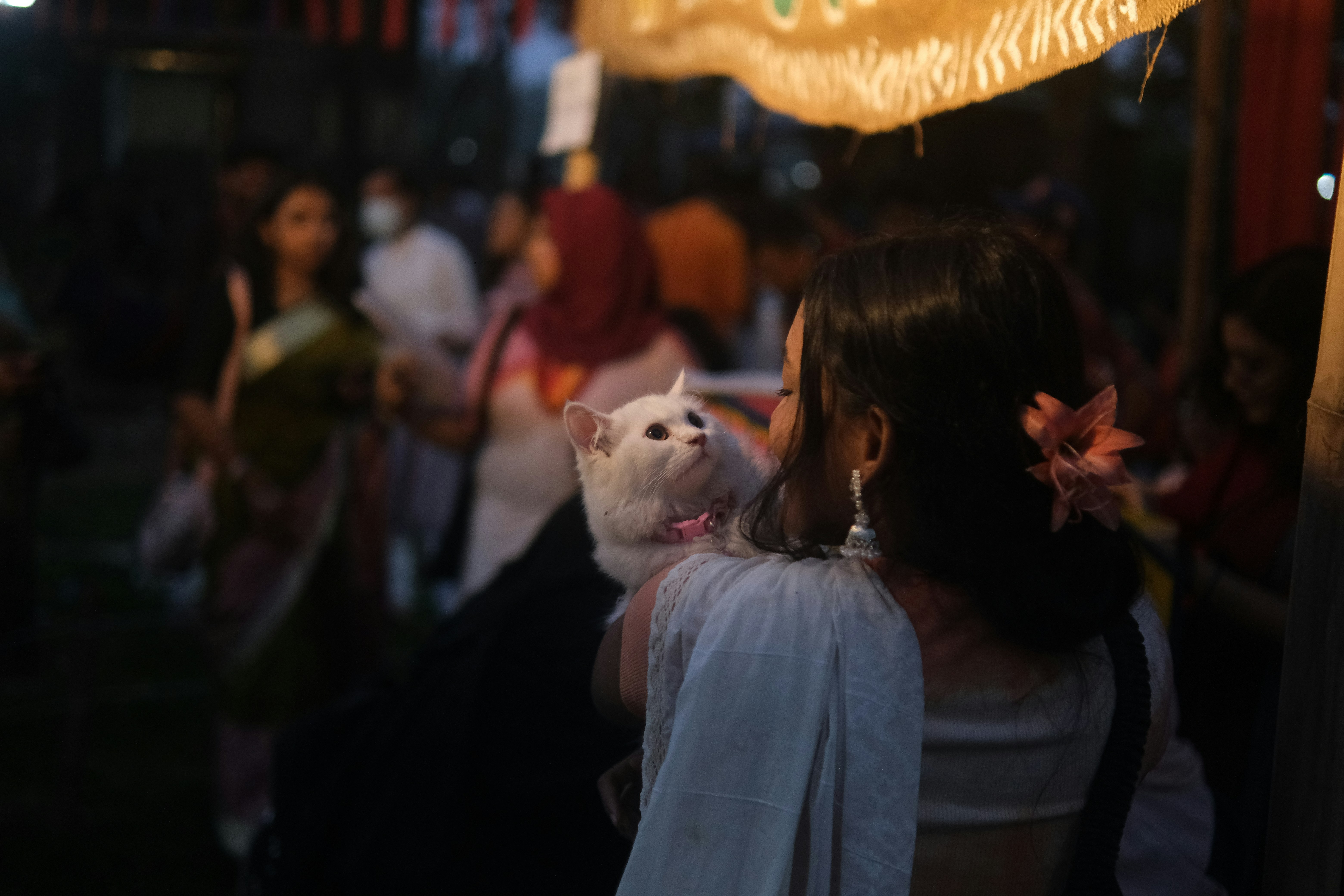 Lantern-lit Whiskers: A White Cat’s Moment in the Night Market