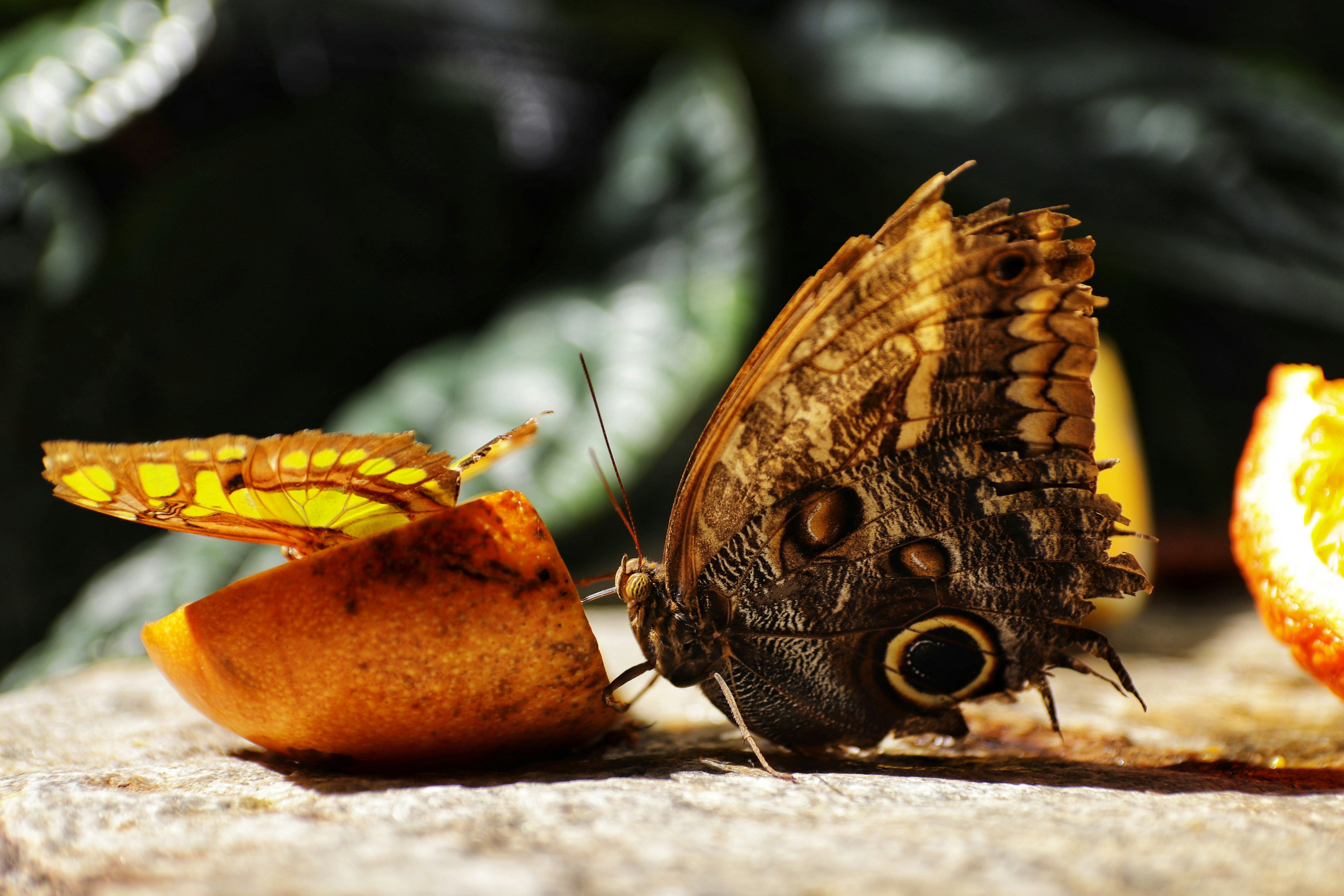 Butterflies are eating fruit, up close. photo – Free Butterfly Image on ...