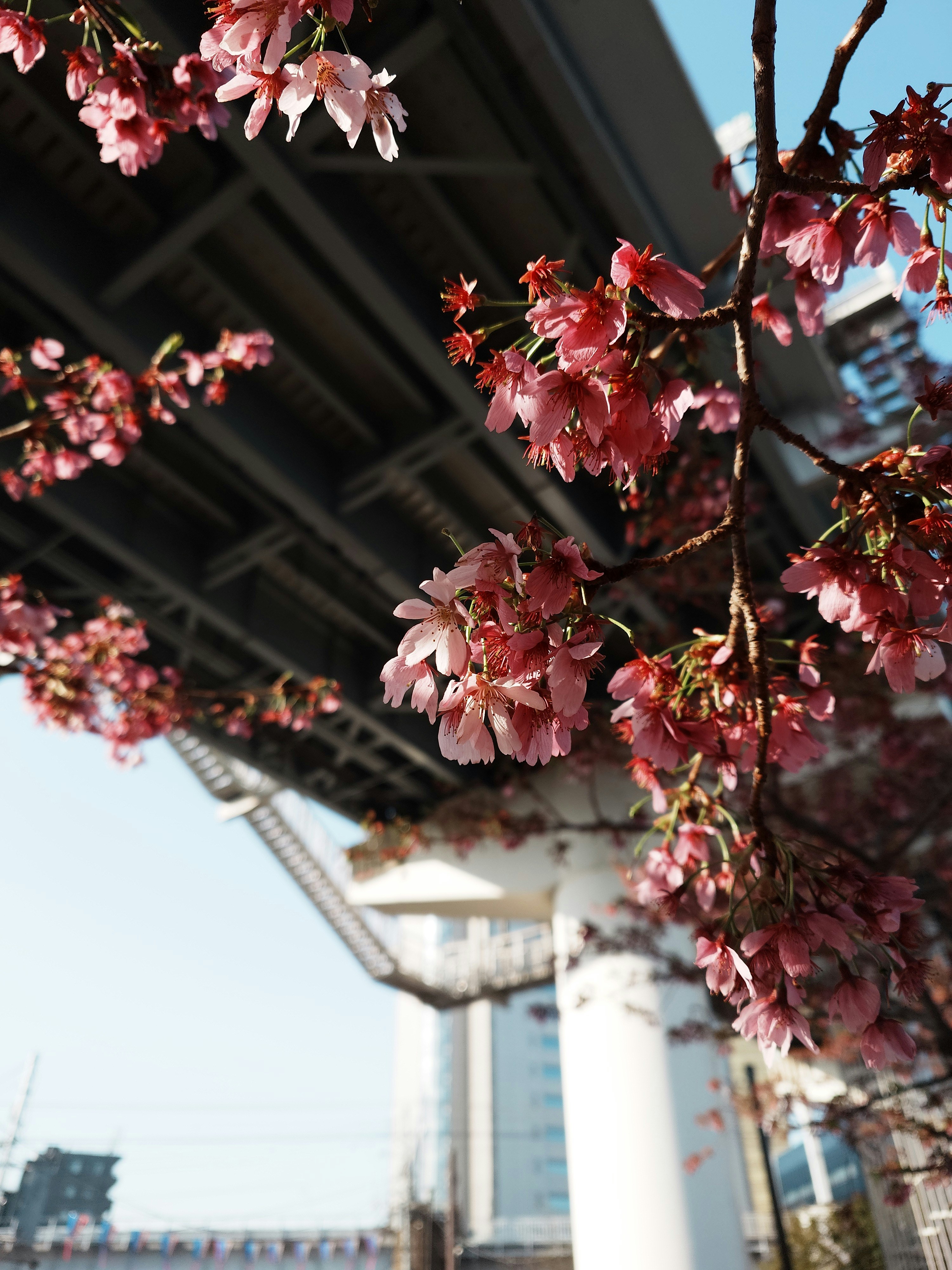 Cherry blossoms in sharp foreground with an elevated urban structure in the background, using shallow depth of field to separate bloom from steel rails.