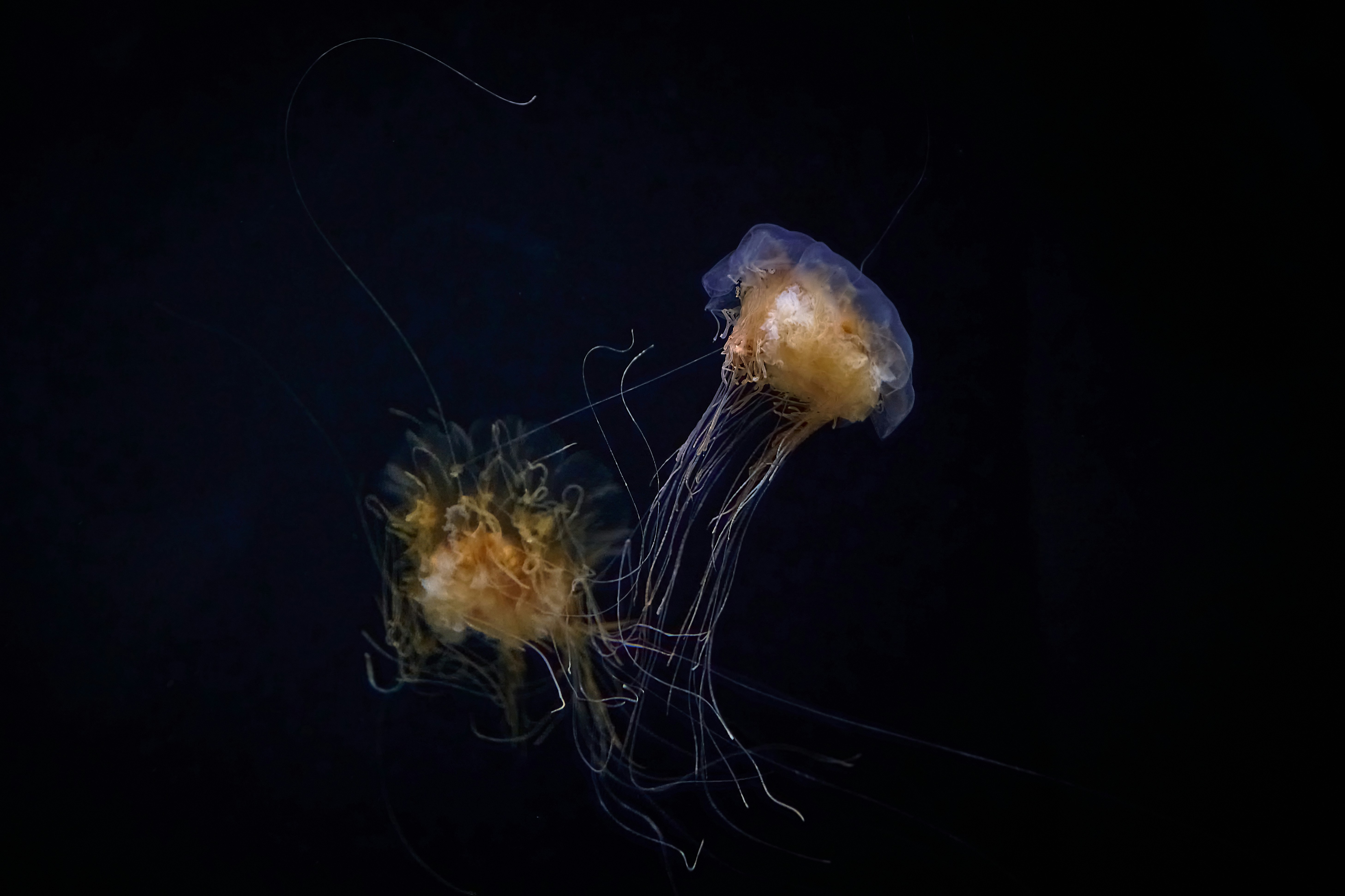 Two jellyfish gracefully float in the deep water. photo – Free Animal ...