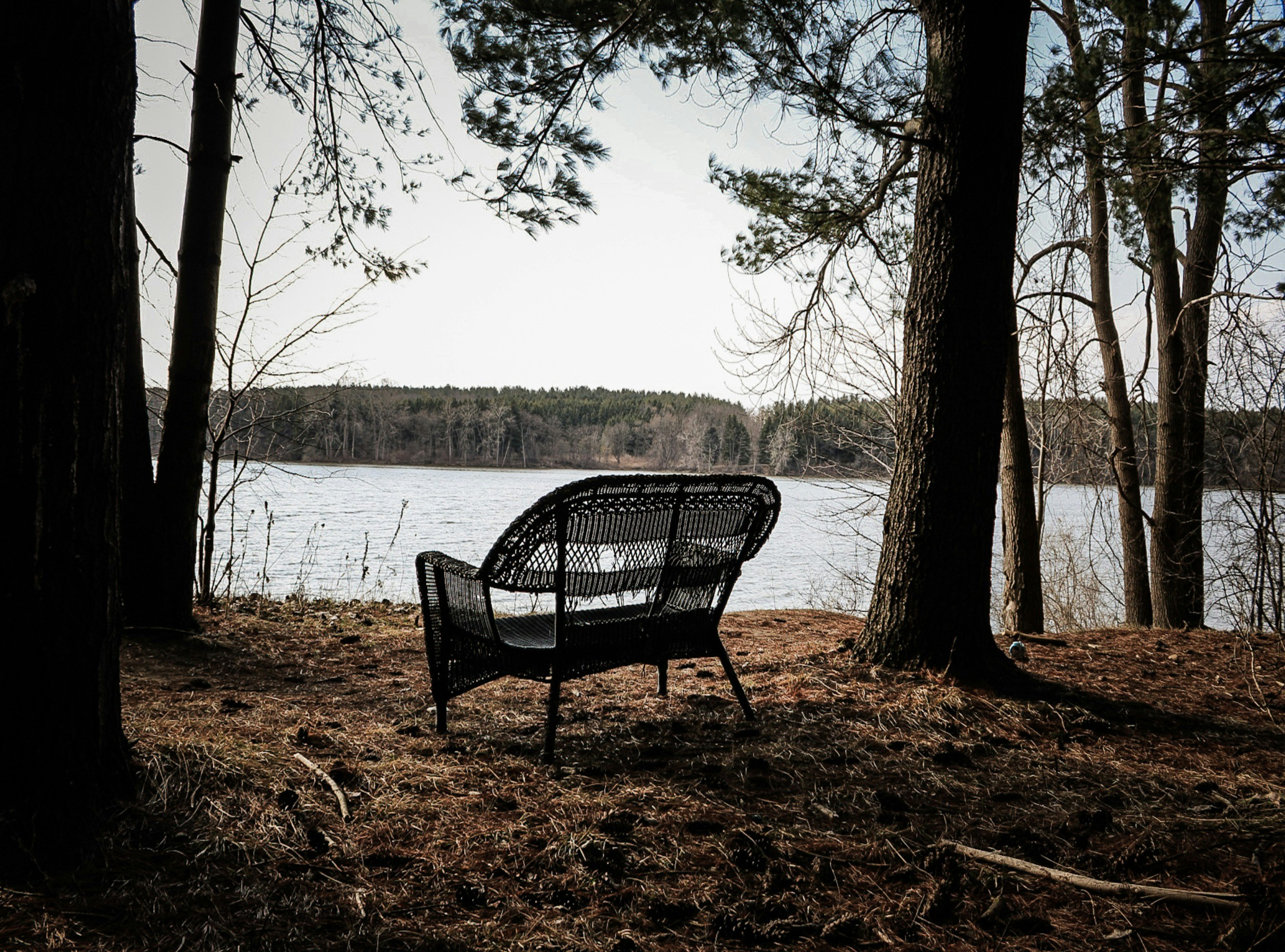 Solitary Bench by the Lake: Quiet Pause Between Trees