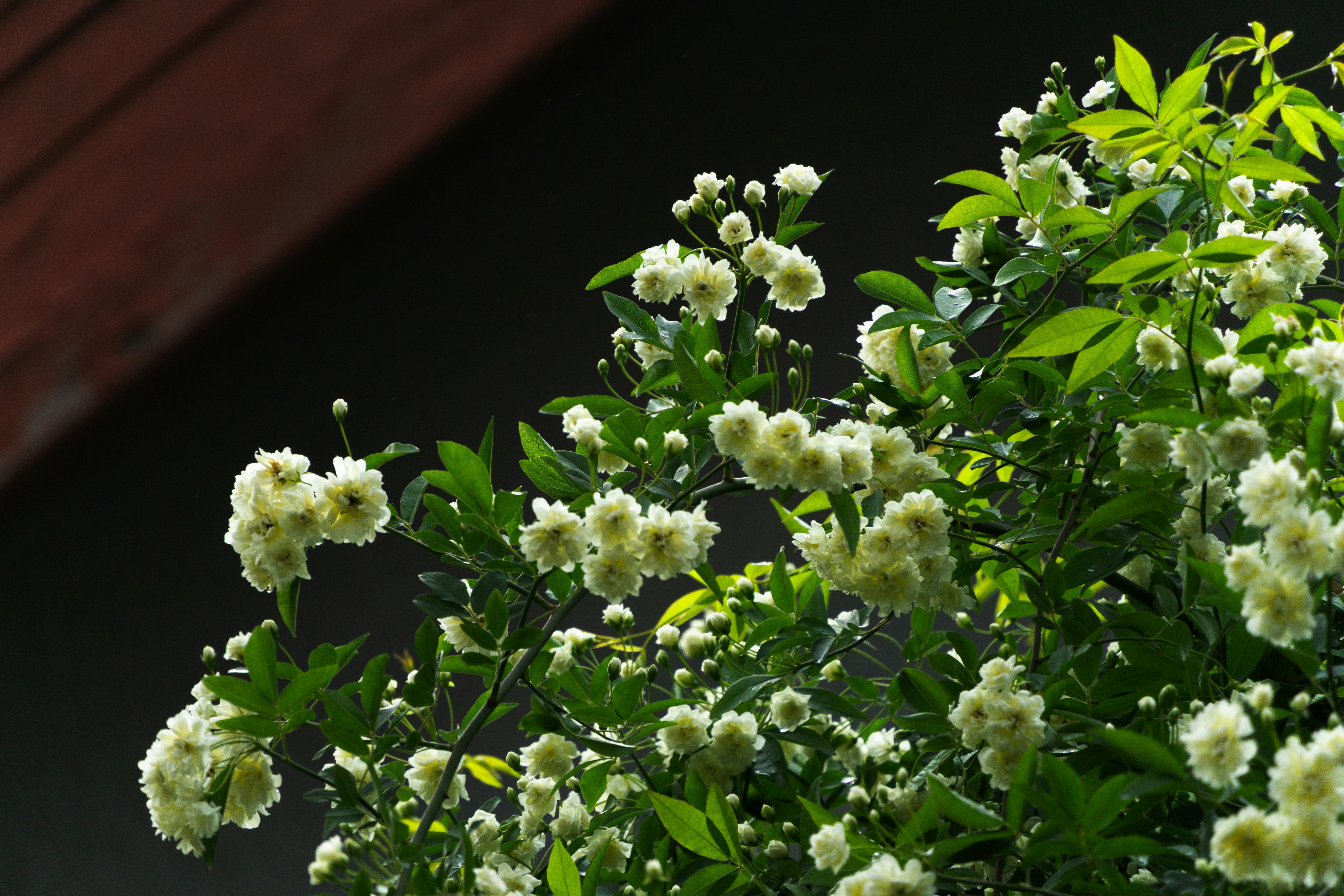 Creamy Pom-Poms on Emerald Branches Against a Shadowed Wall