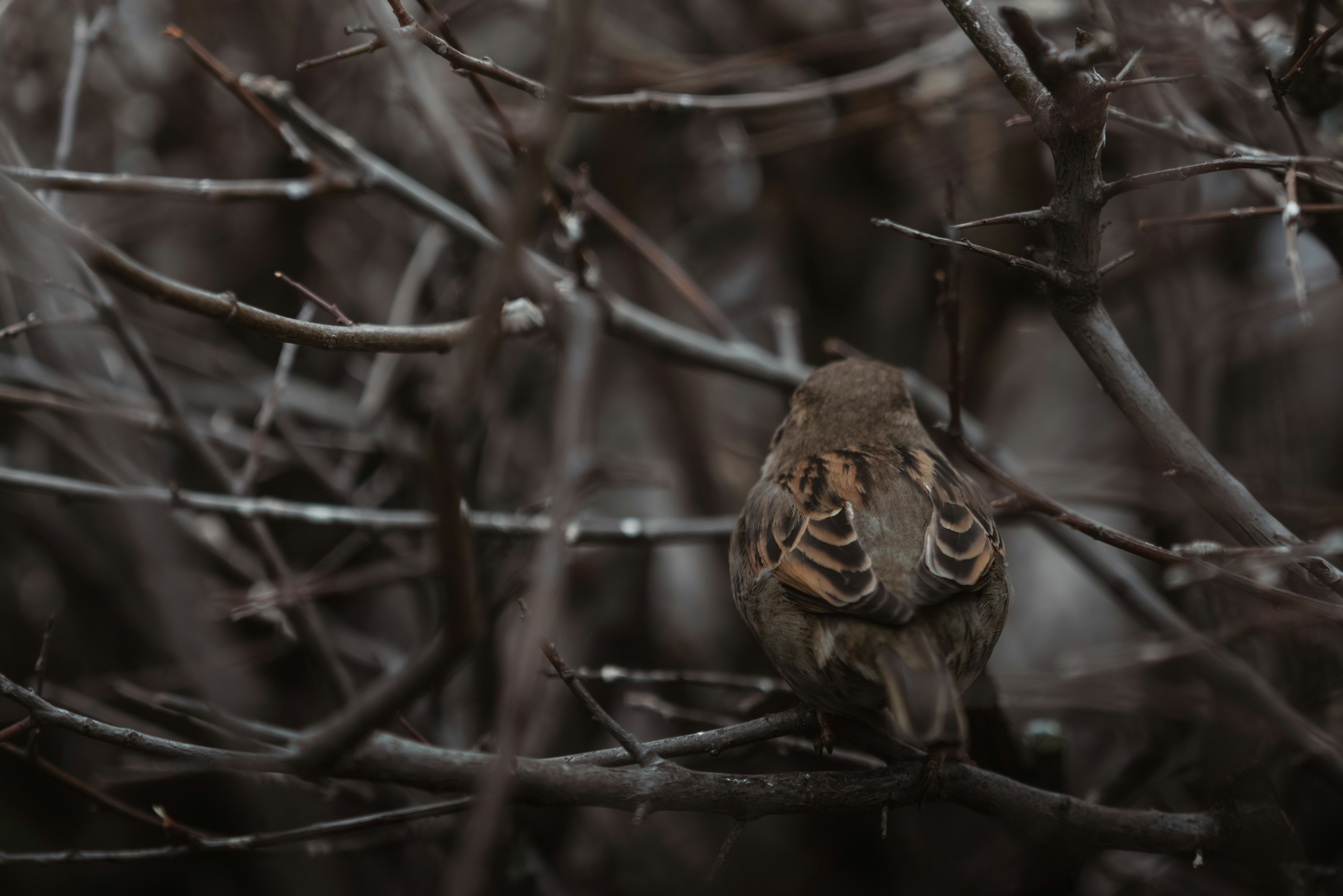 Low-Light Ember Finch in a Tangle of Winter Branches