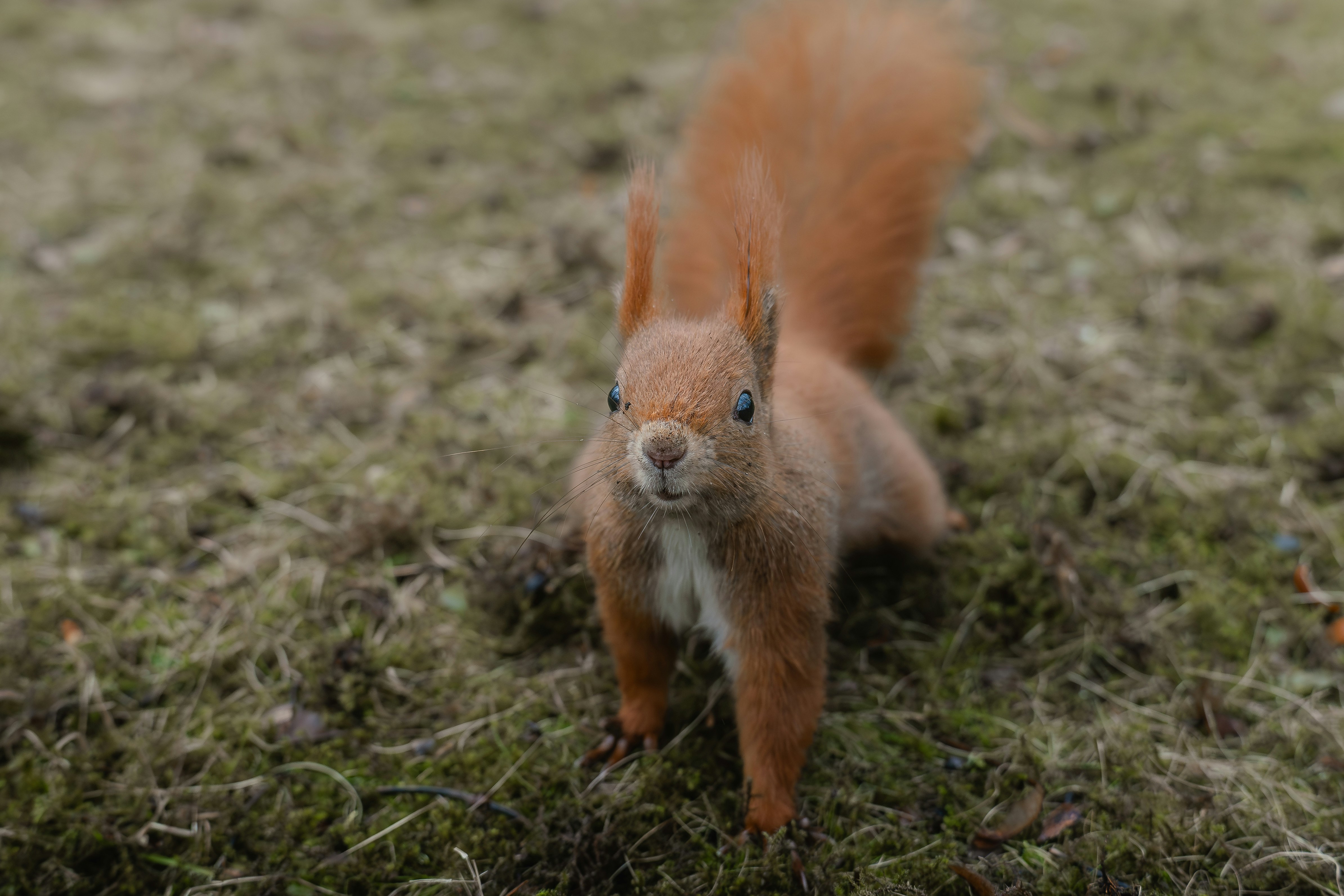 Whiskered Curiosity: The Squirrel's Standoff