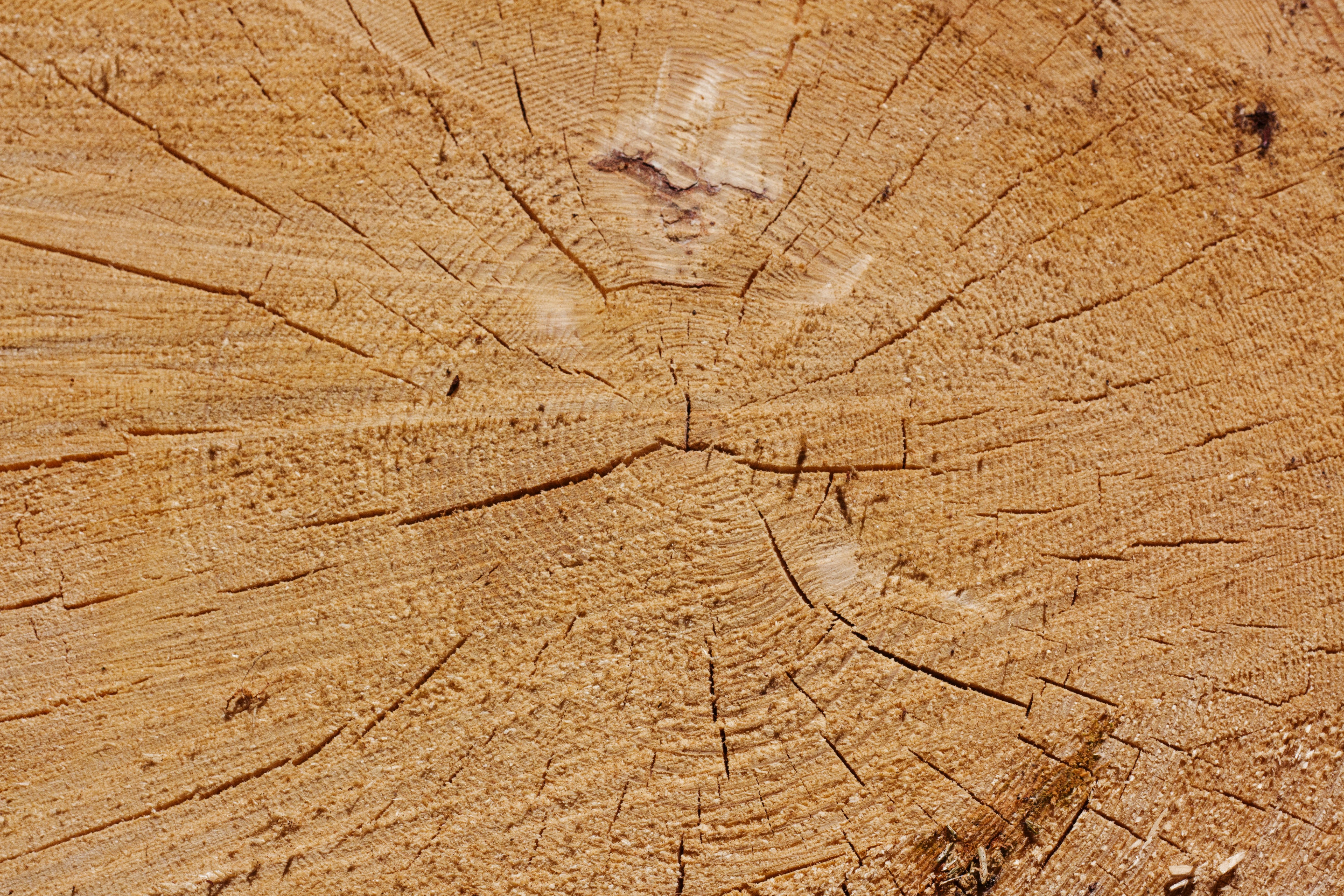 Close-up view of a tree trunk's cross-section. photo – Free Background ...