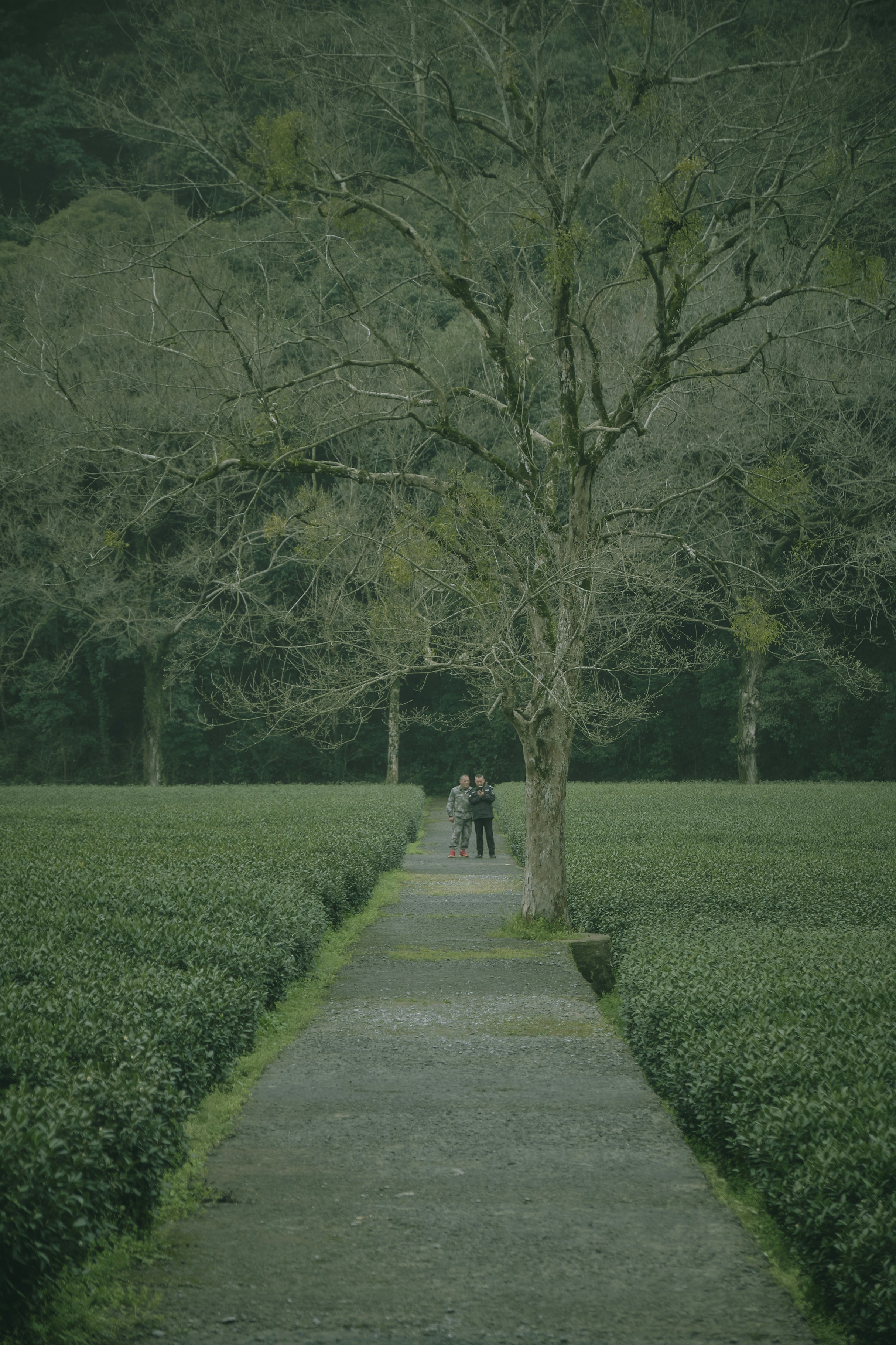 People are walking down a path in the garden. photo – Free Forest Image ...
