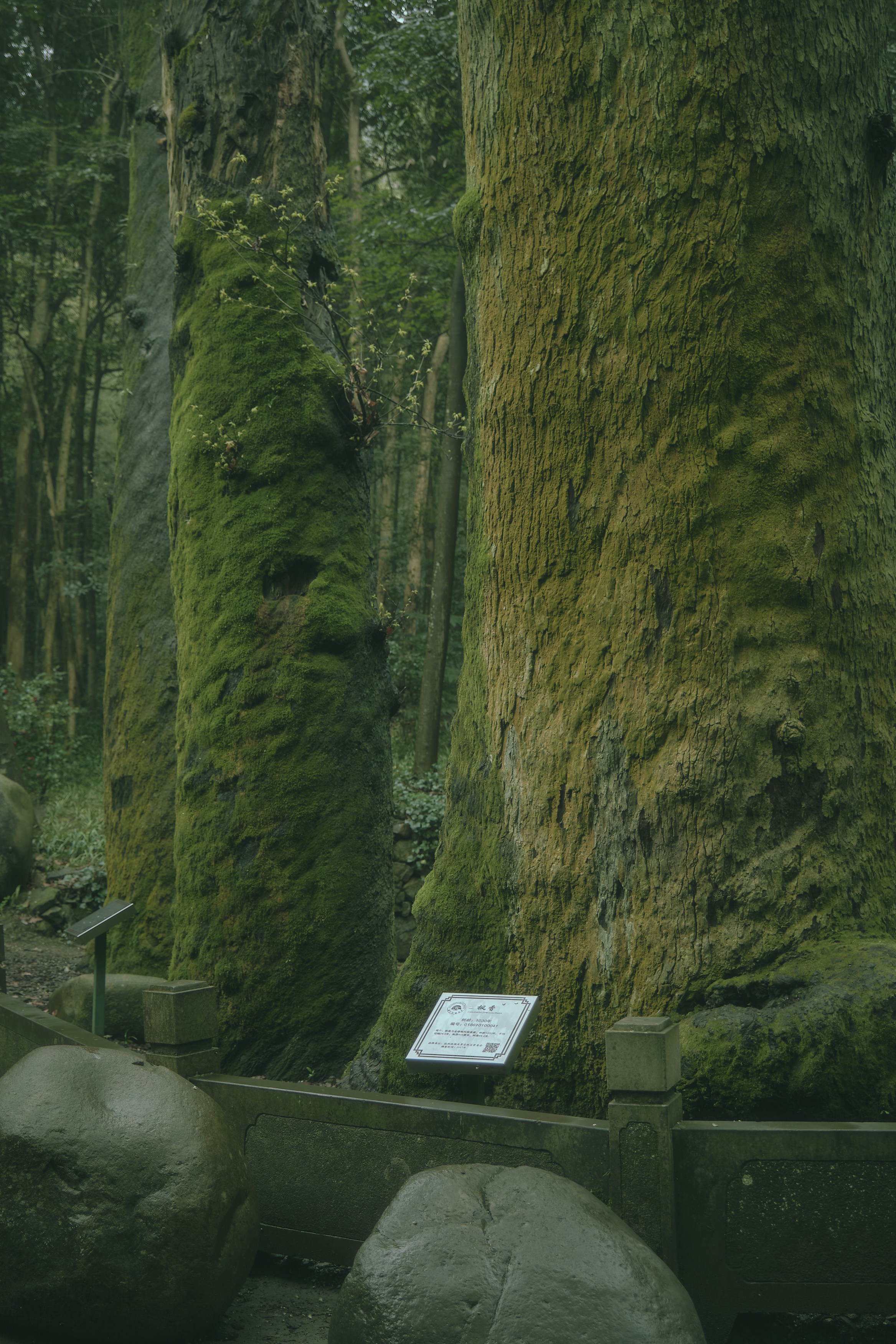 Photo by Seele An with Fujifilm X-H2