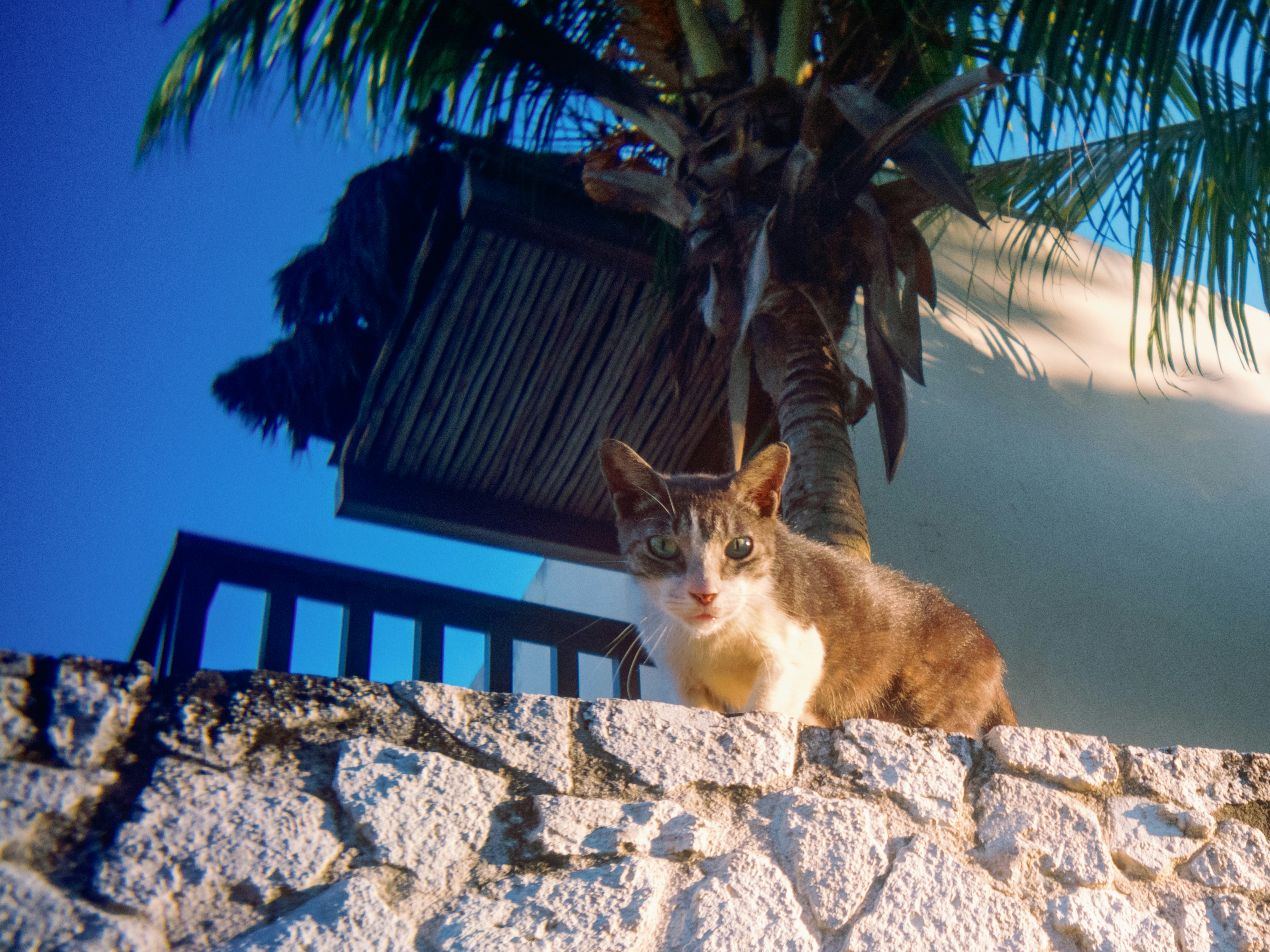 Cat Overlook: A Curious Feline on a Sunlit Wall