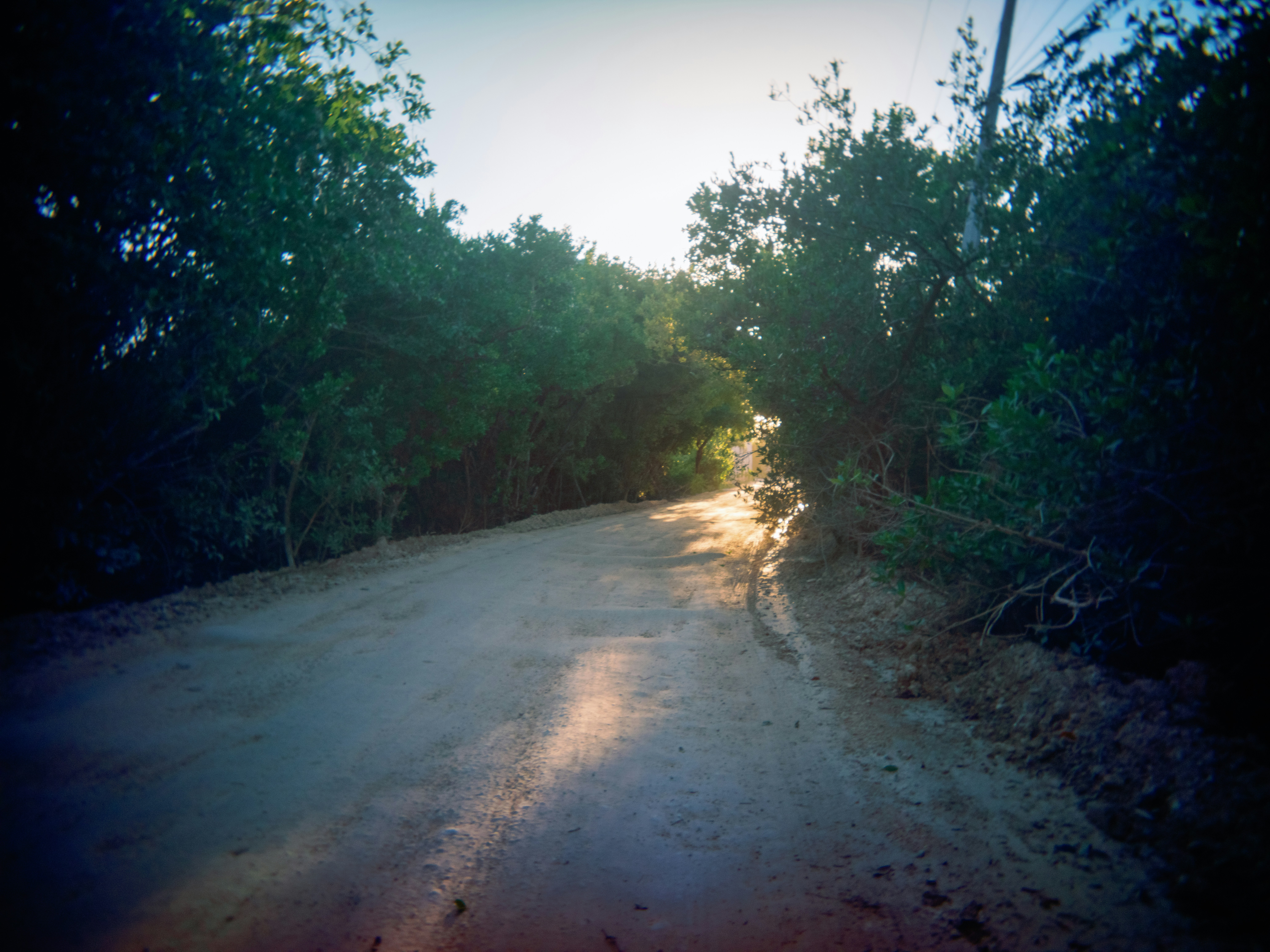 Golden Hour Fork: A Dusty Forest Path Reaching Toward Light
