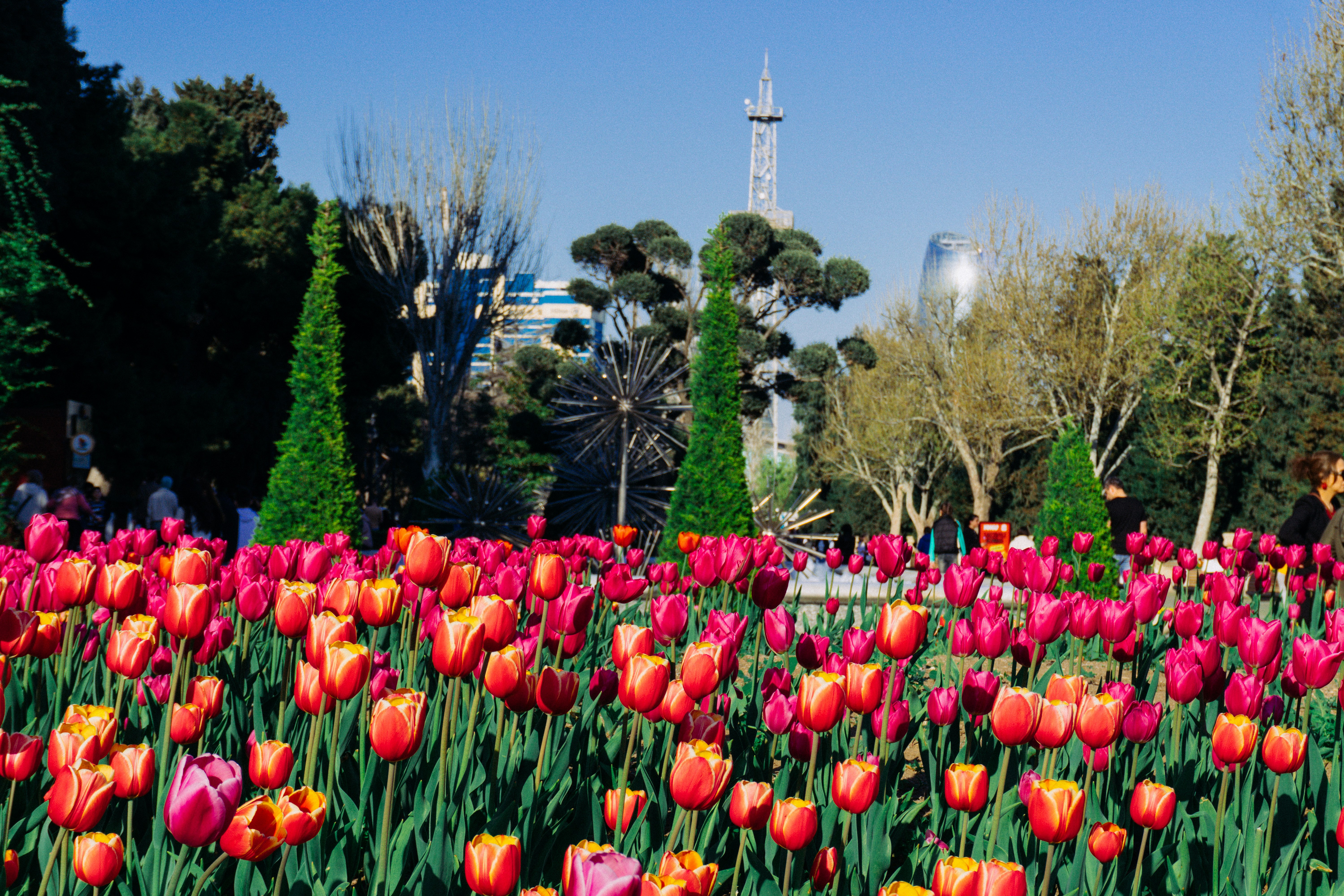 Tulip Carpet Before the City Spire