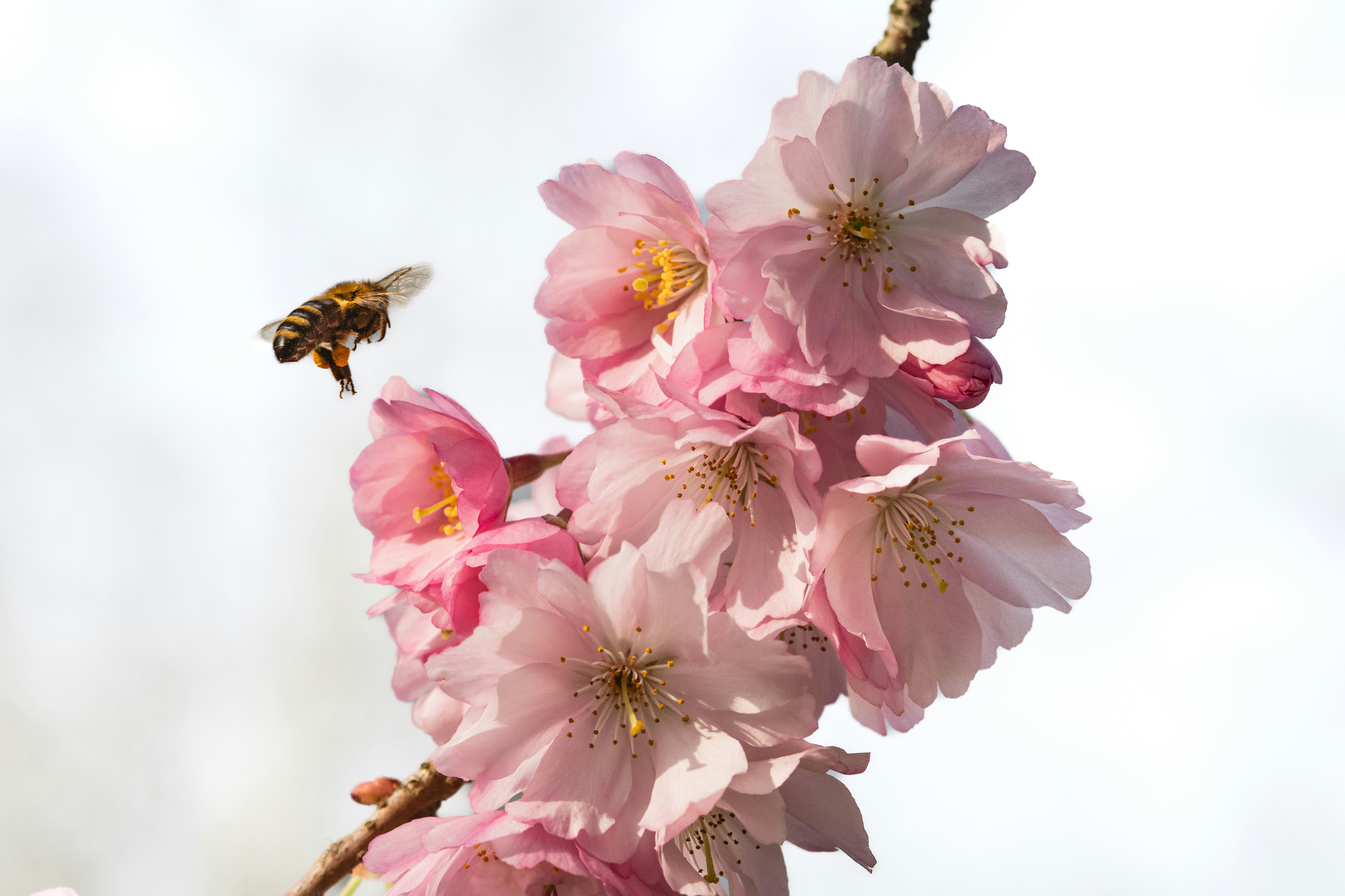 Hovering Bee Among Sakura: A Moment of Pollinative Grace