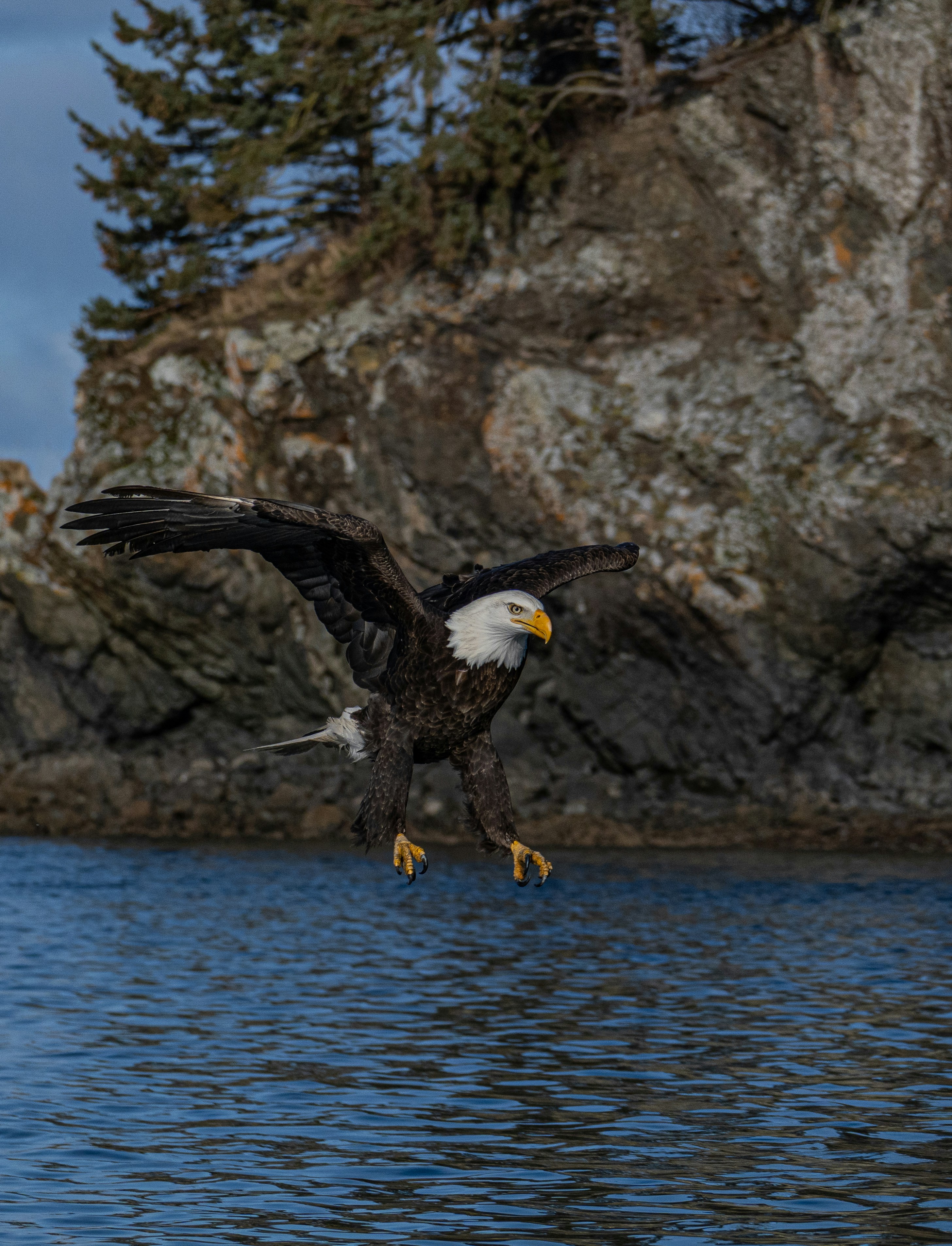A bald eagle glides over the water. photo – Free Bald eagle Image on ...