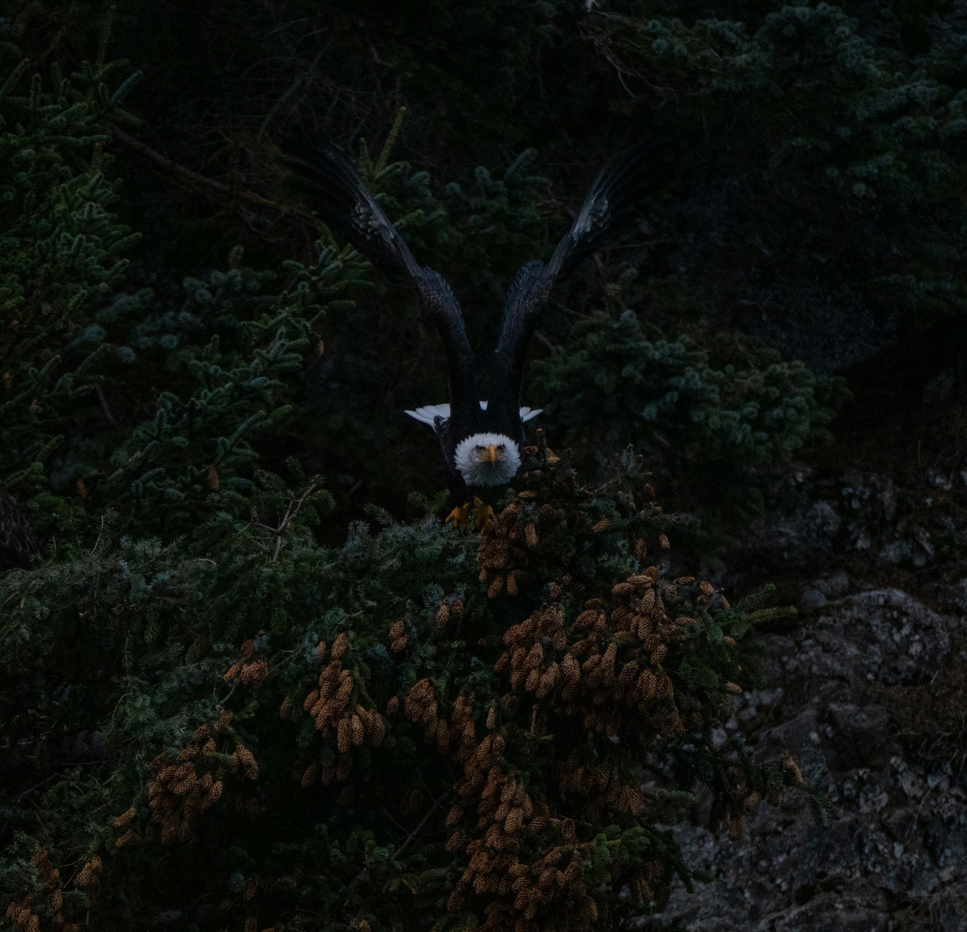 Winged Sentinel in the Dark Pines