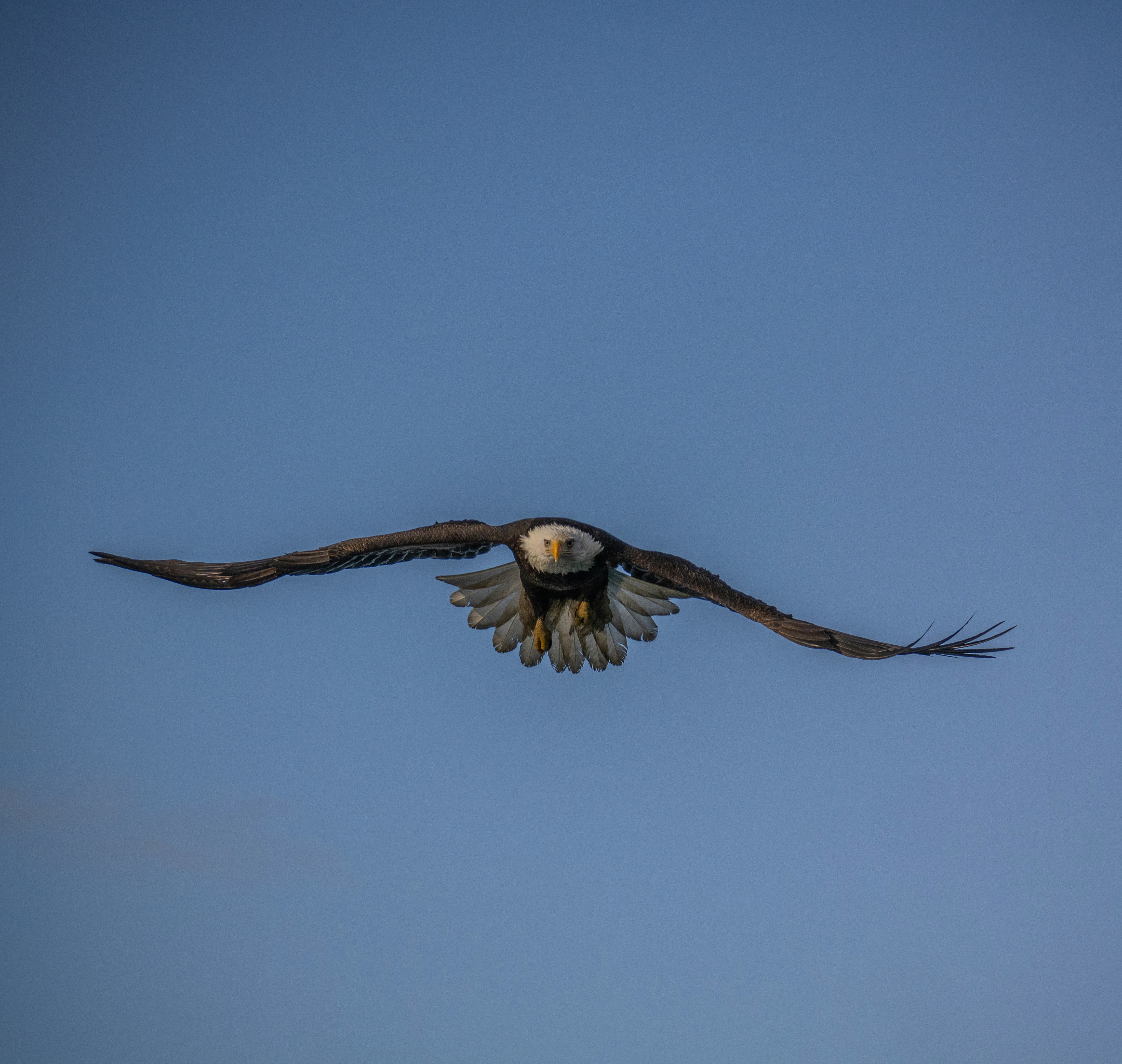 An eagle soars through the sky. photo – Free Bald eagle Image on Unsplash