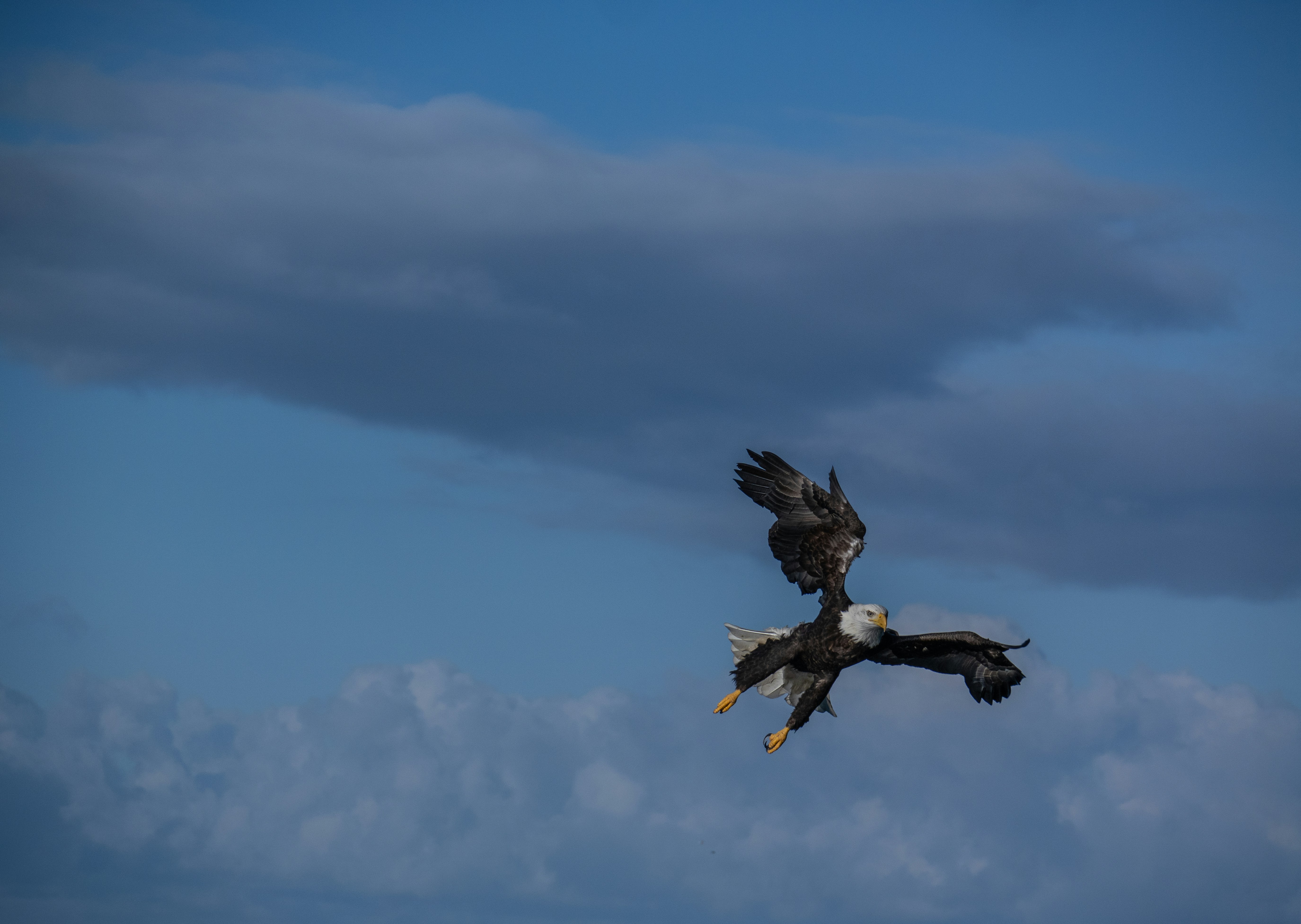 Eagles are battling mid-air with outstretched wings. photo – Free Bald ...