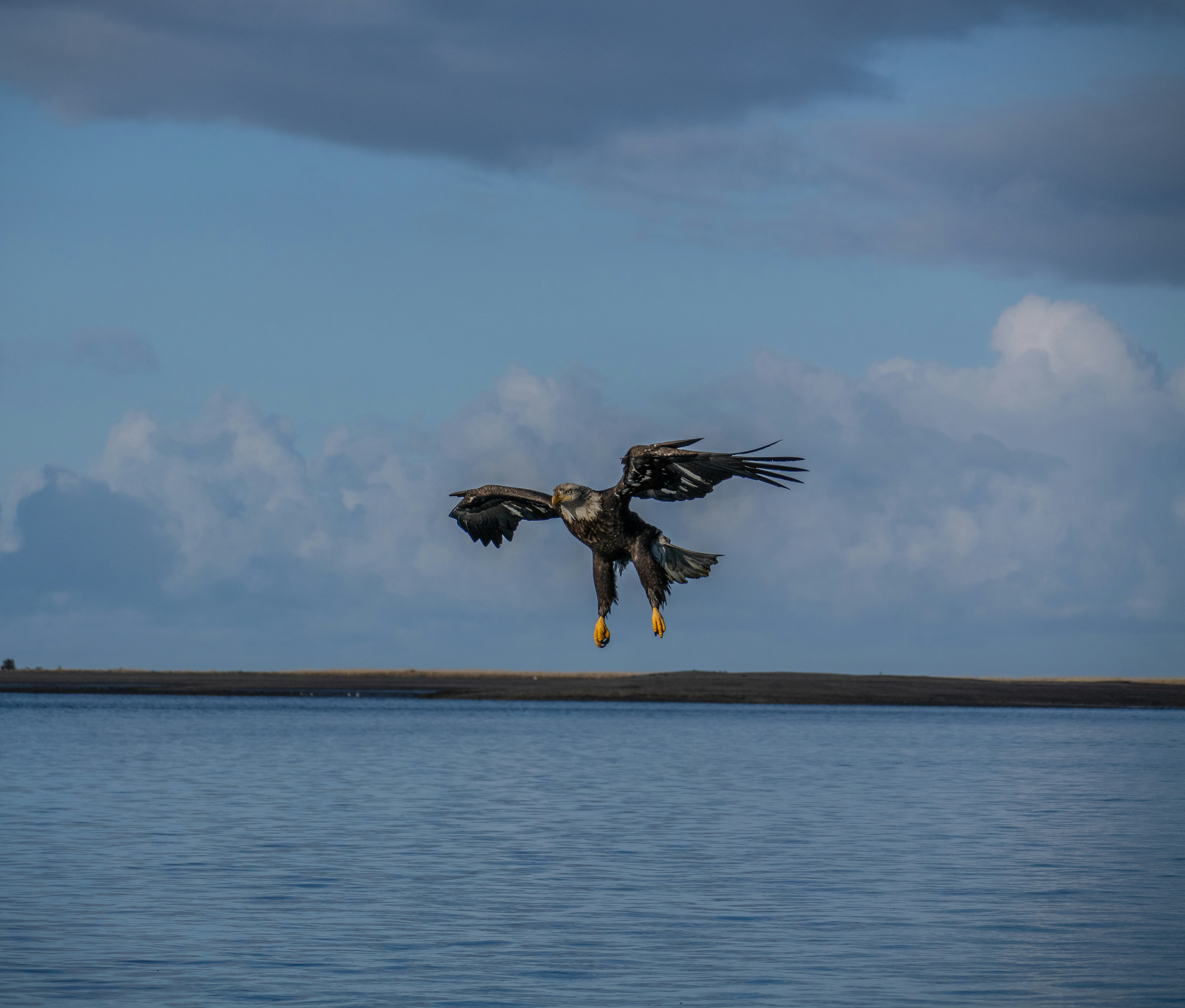 Osprey in Mid-Flight Over a Glassy Coastal Inlet