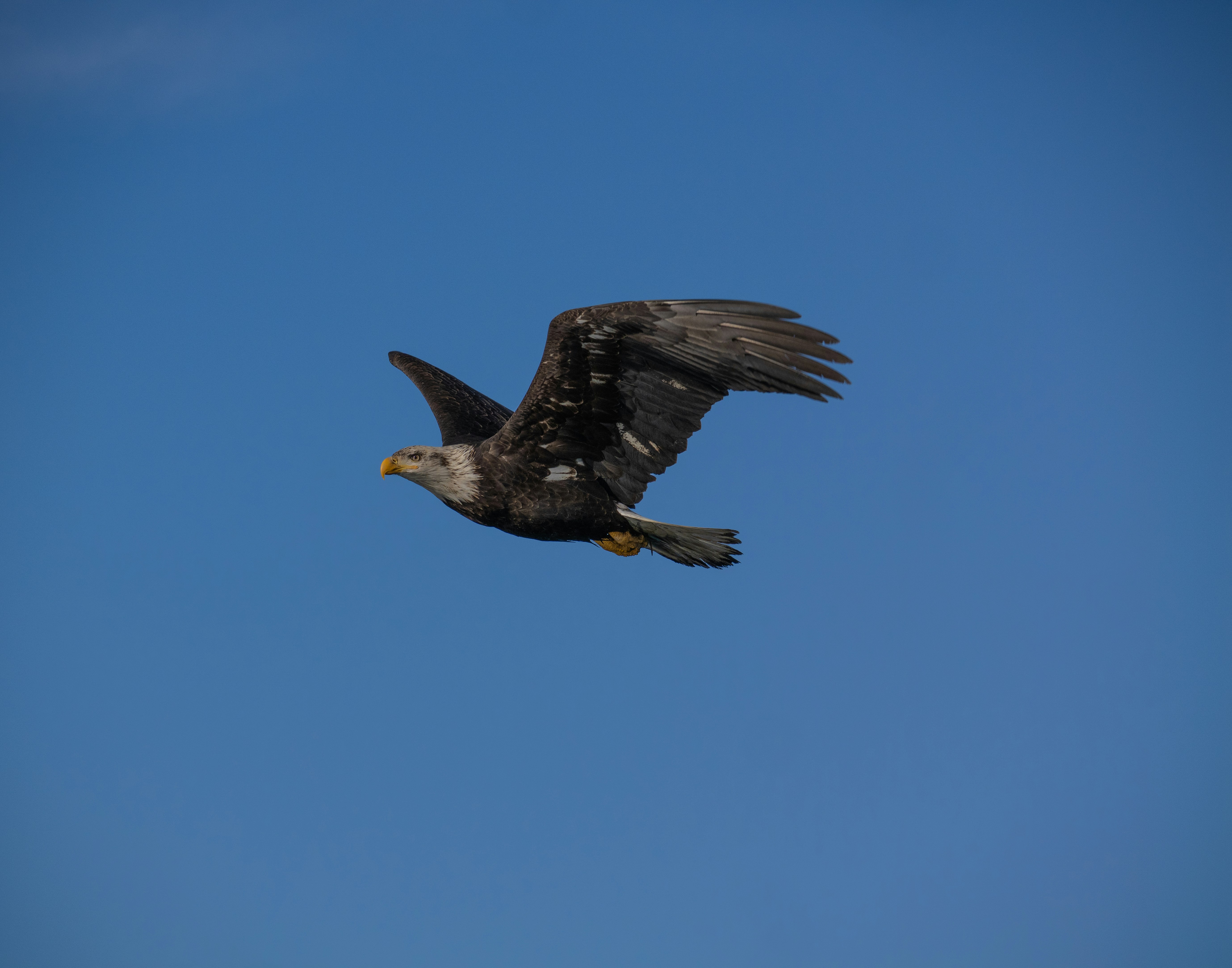 An eagle flies high in the clear, blue sky. photo – Free Bald eagle ...