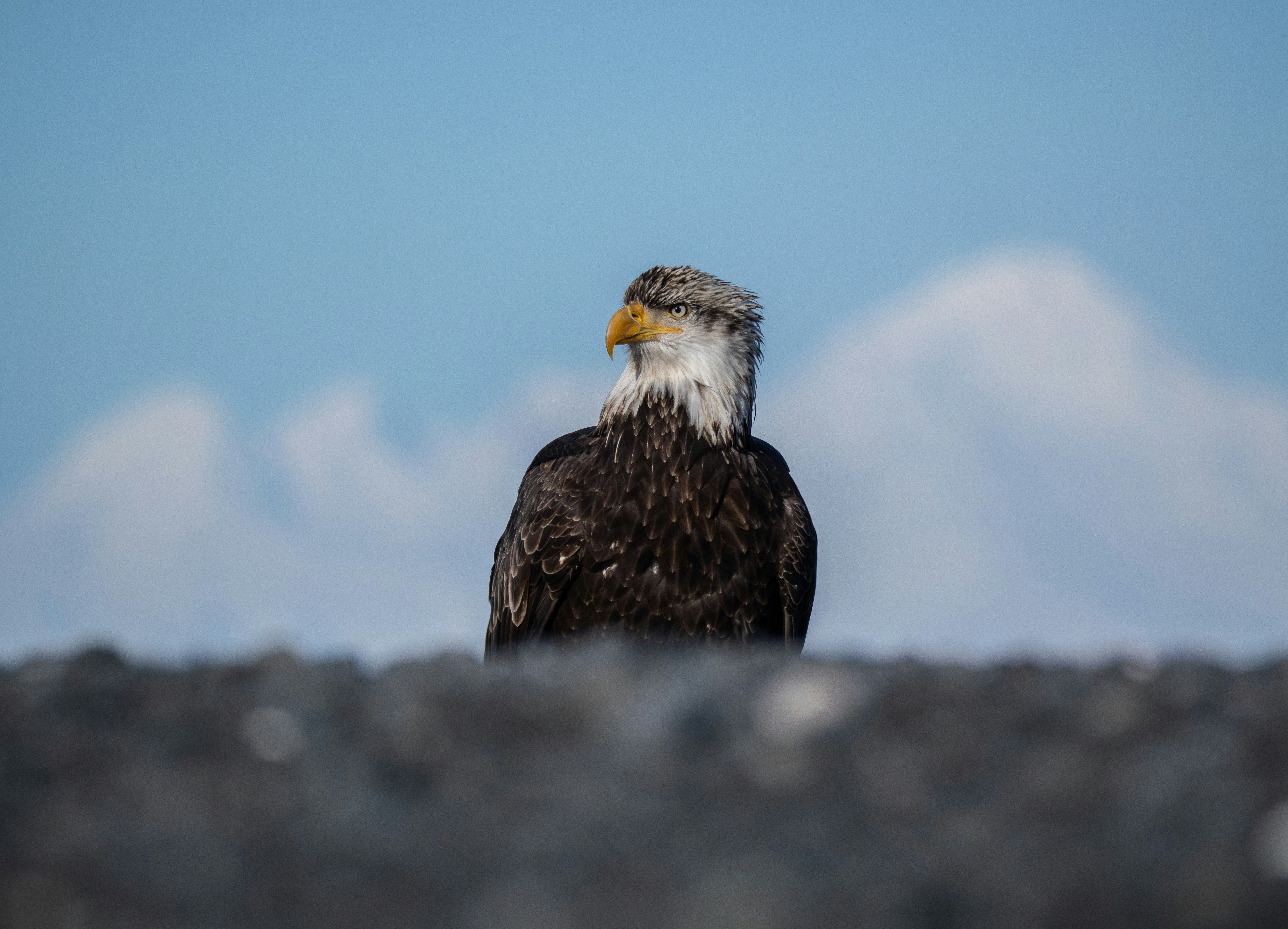 Arctic Sea Watch: A Bold Solo Eagle Standing on Shingle