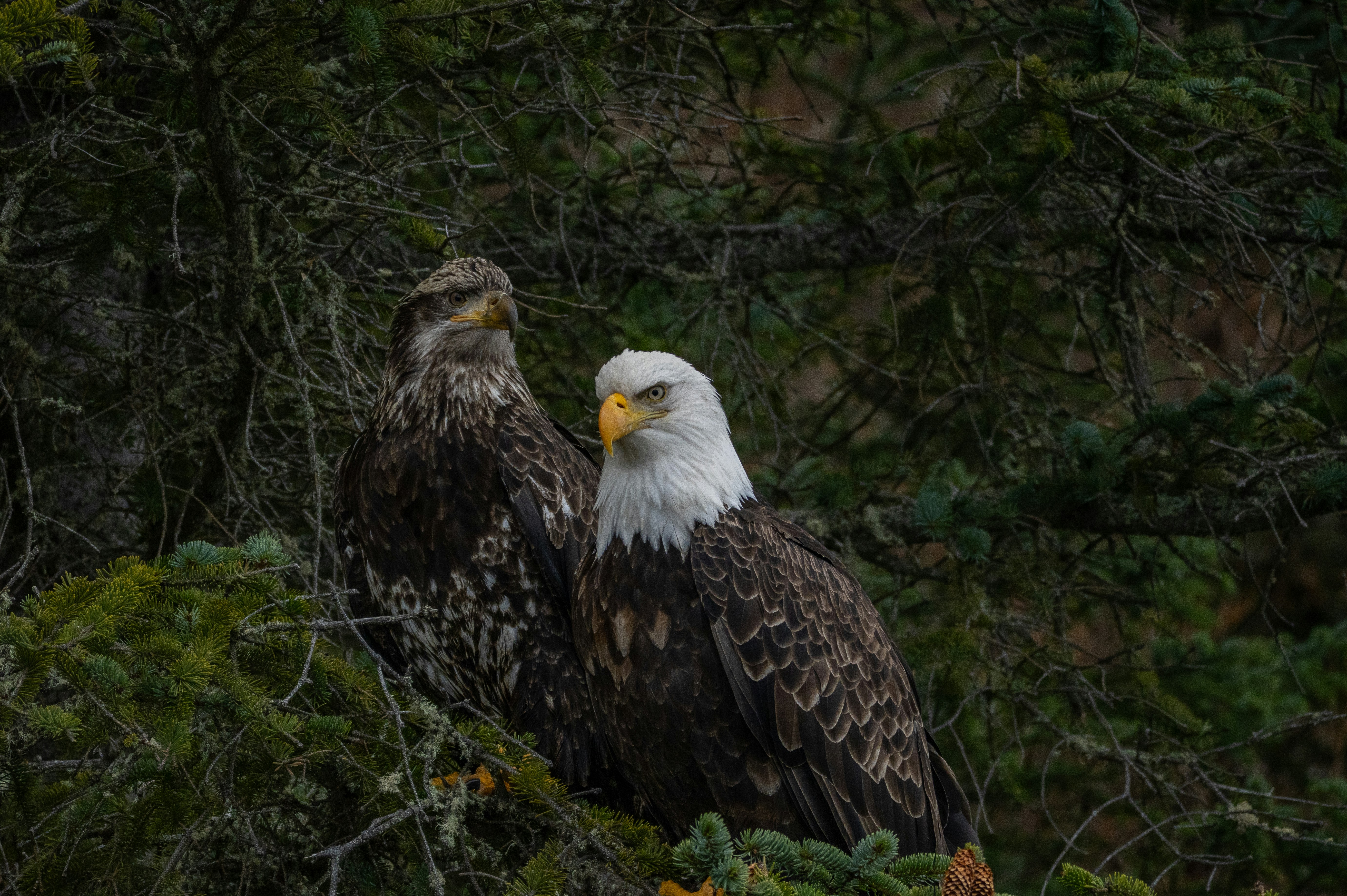 Two bald eagles perch on a tree branch. photo – Free Bald eagle Image ...