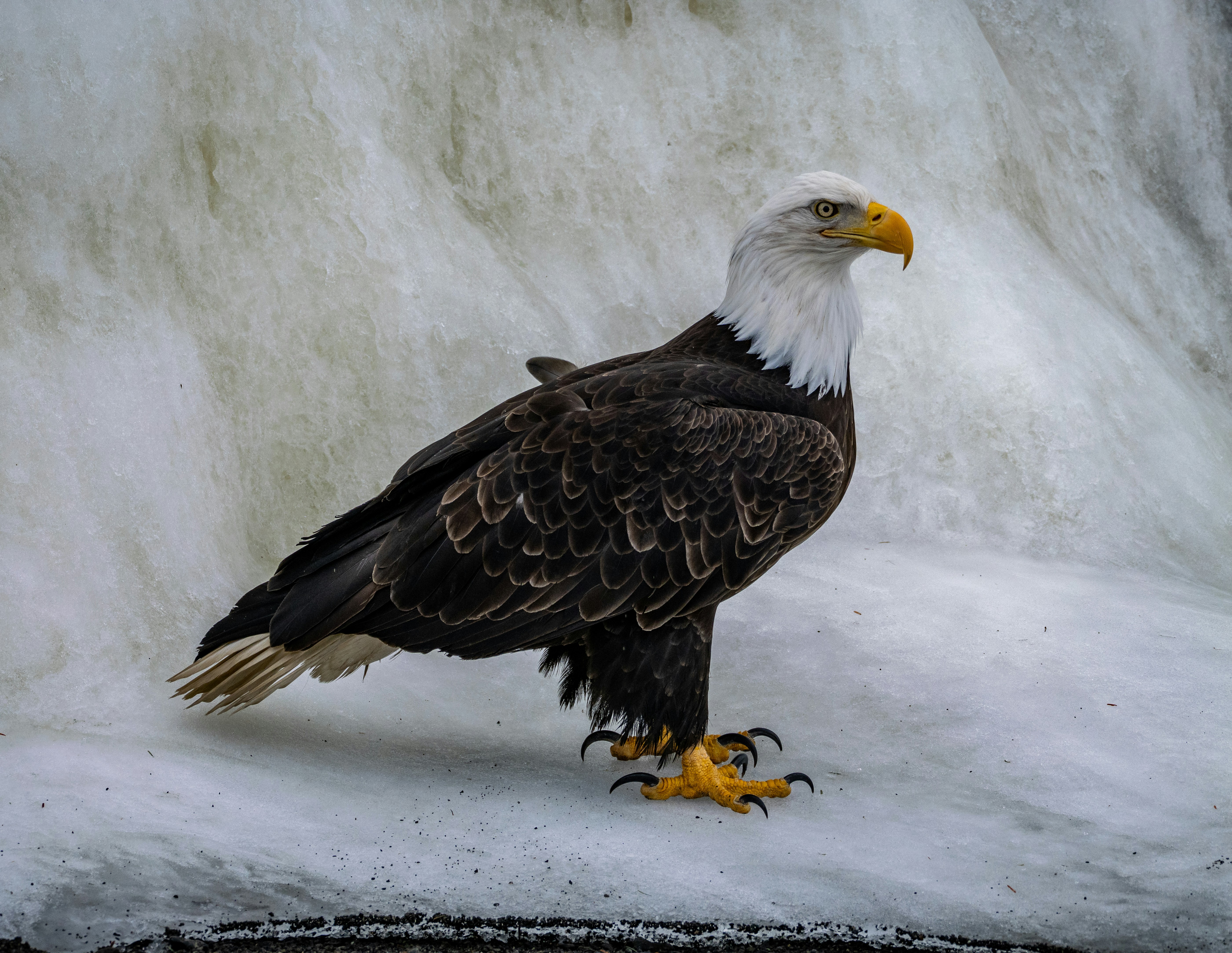 Bald eagle stands alert on frosted ice with a pale, waterfall-like backdrop. The photo highlights the bird’s white head, dark plumage, and bright yellow beak and talons.