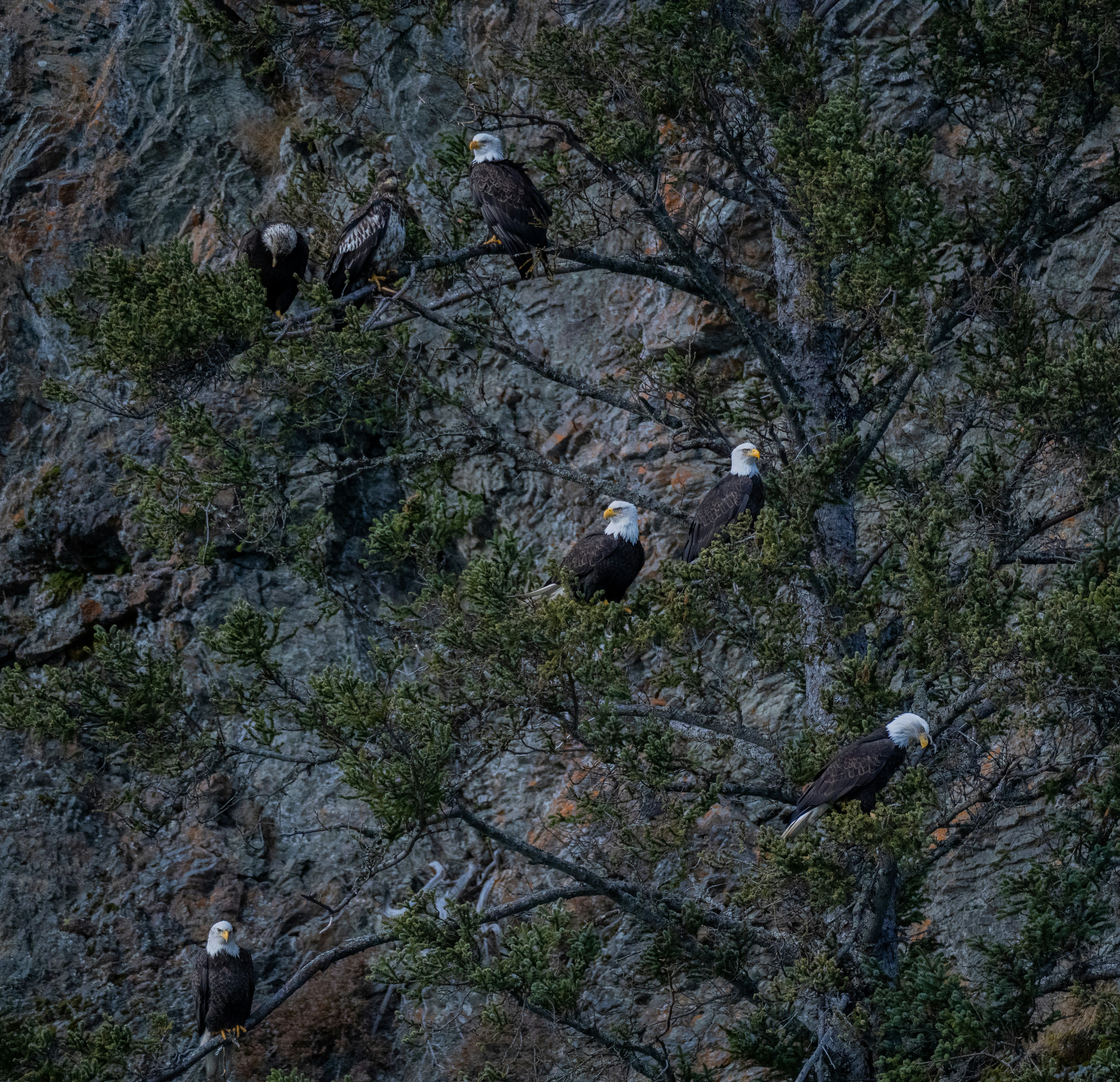 Granite Ridge Watchers: Bald Eagles Perched on a Cliff Amid Sparse Pines