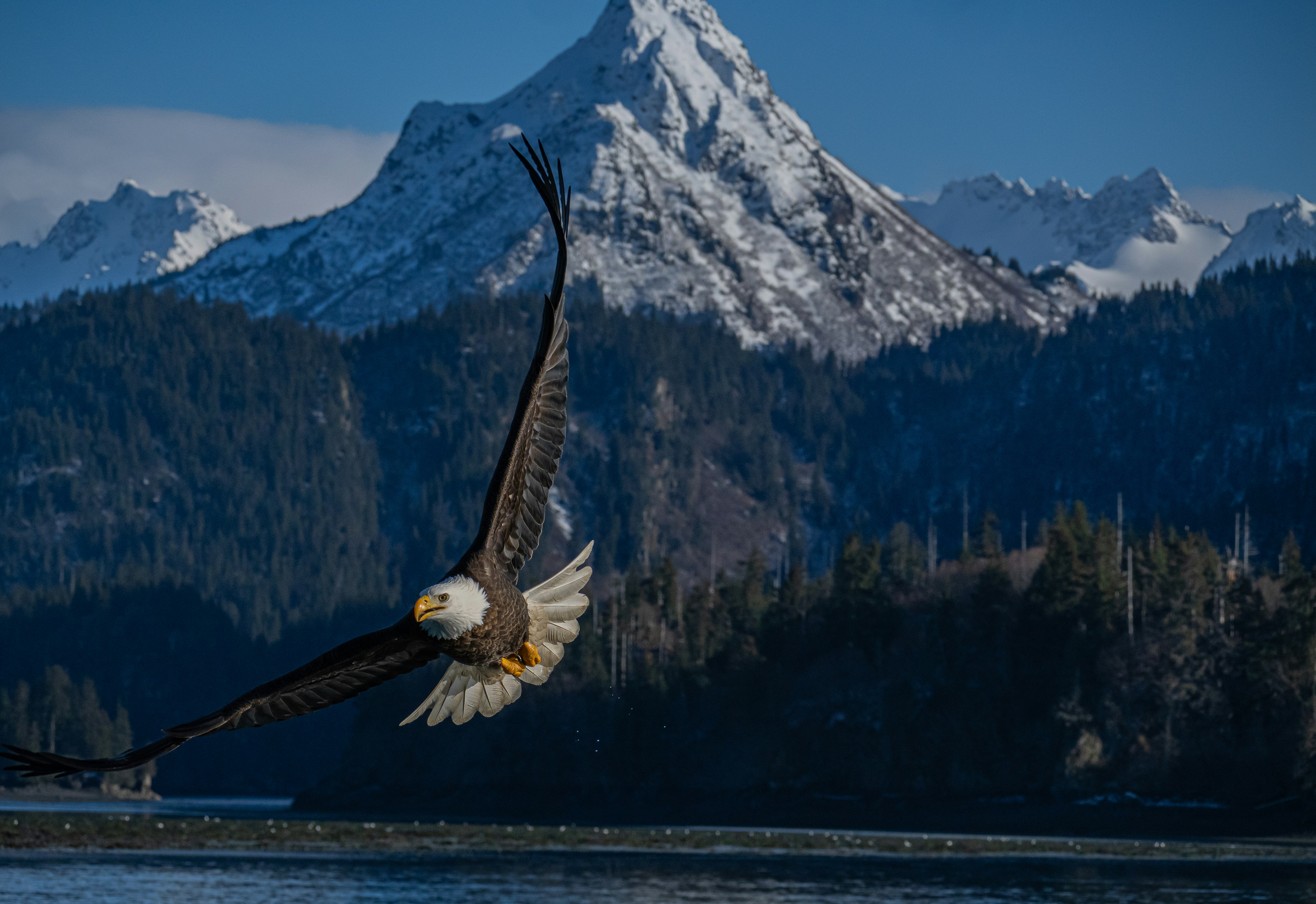 Bald Eagle in Flight Over a Tranquil Lake with Snow-Capped Peaks