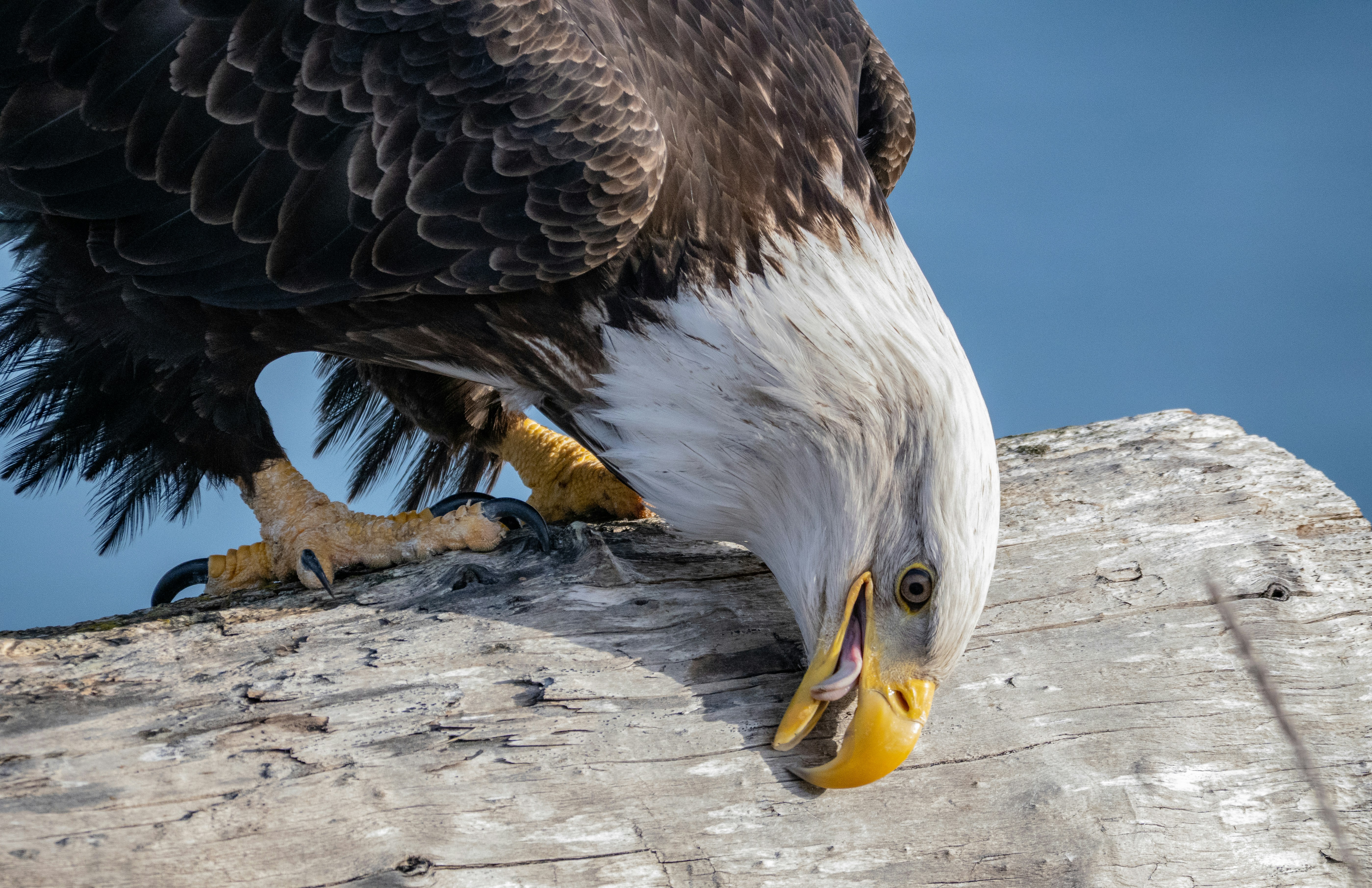 Close-up photograph of a bald eagle perched on weathered driftwood, head lowered with beak open as it examines the surface. The image emphasizes wildlife detail against a calm blue backdrop.