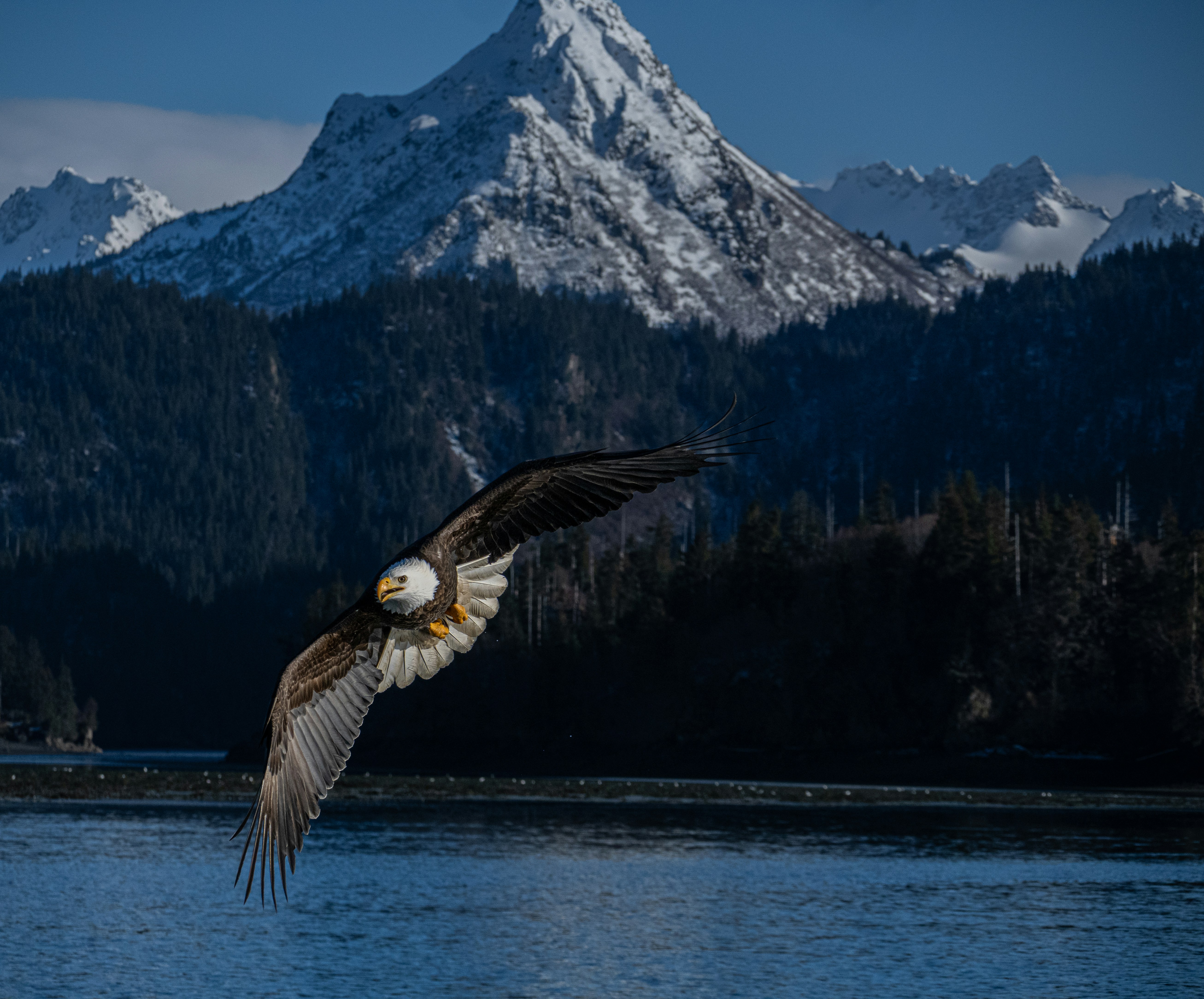 A bald eagle soars majestically in the wilderness. photo – Free Bald ...