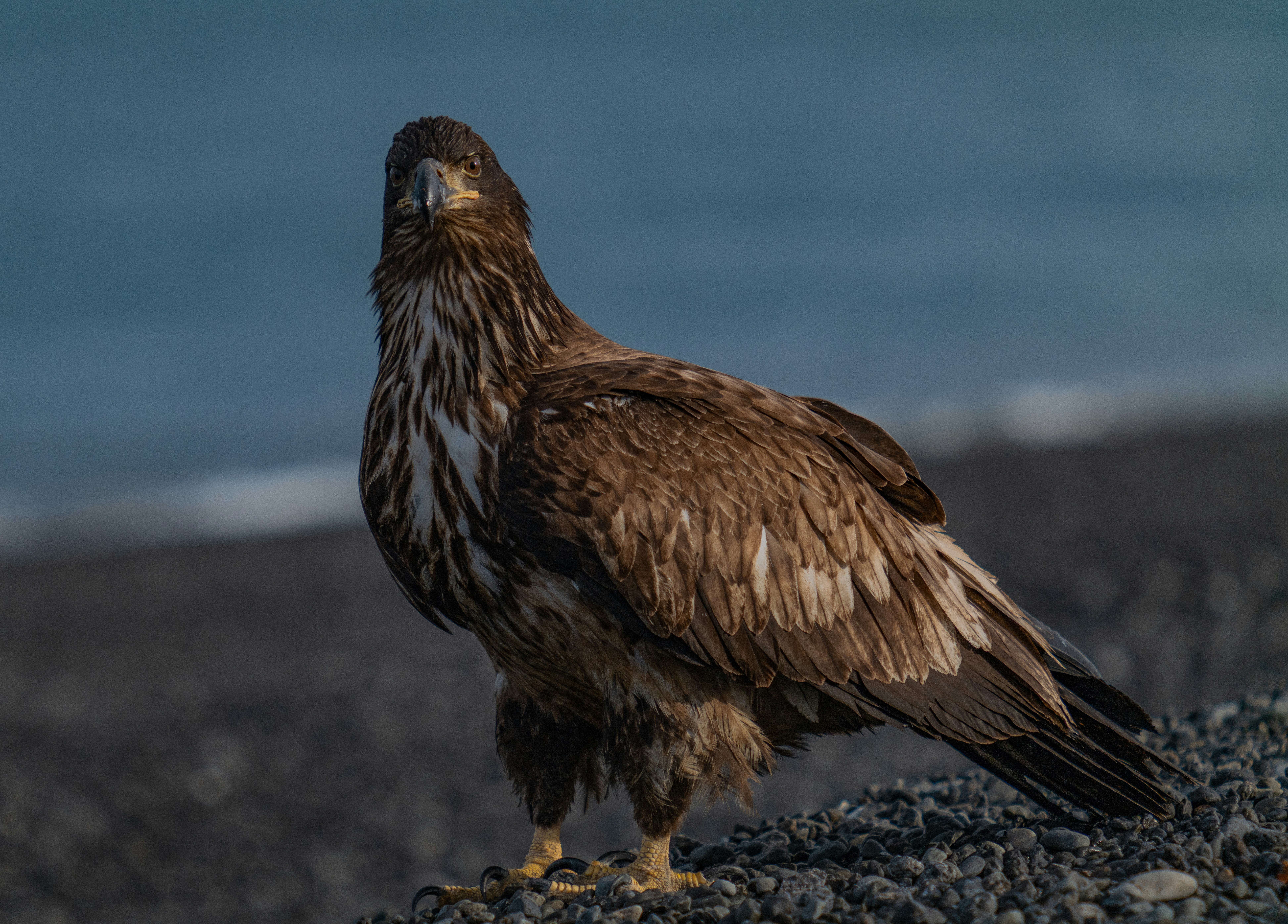 Brown-streaked shorebird stands on a pebble beach with a calm blue sea in the background.