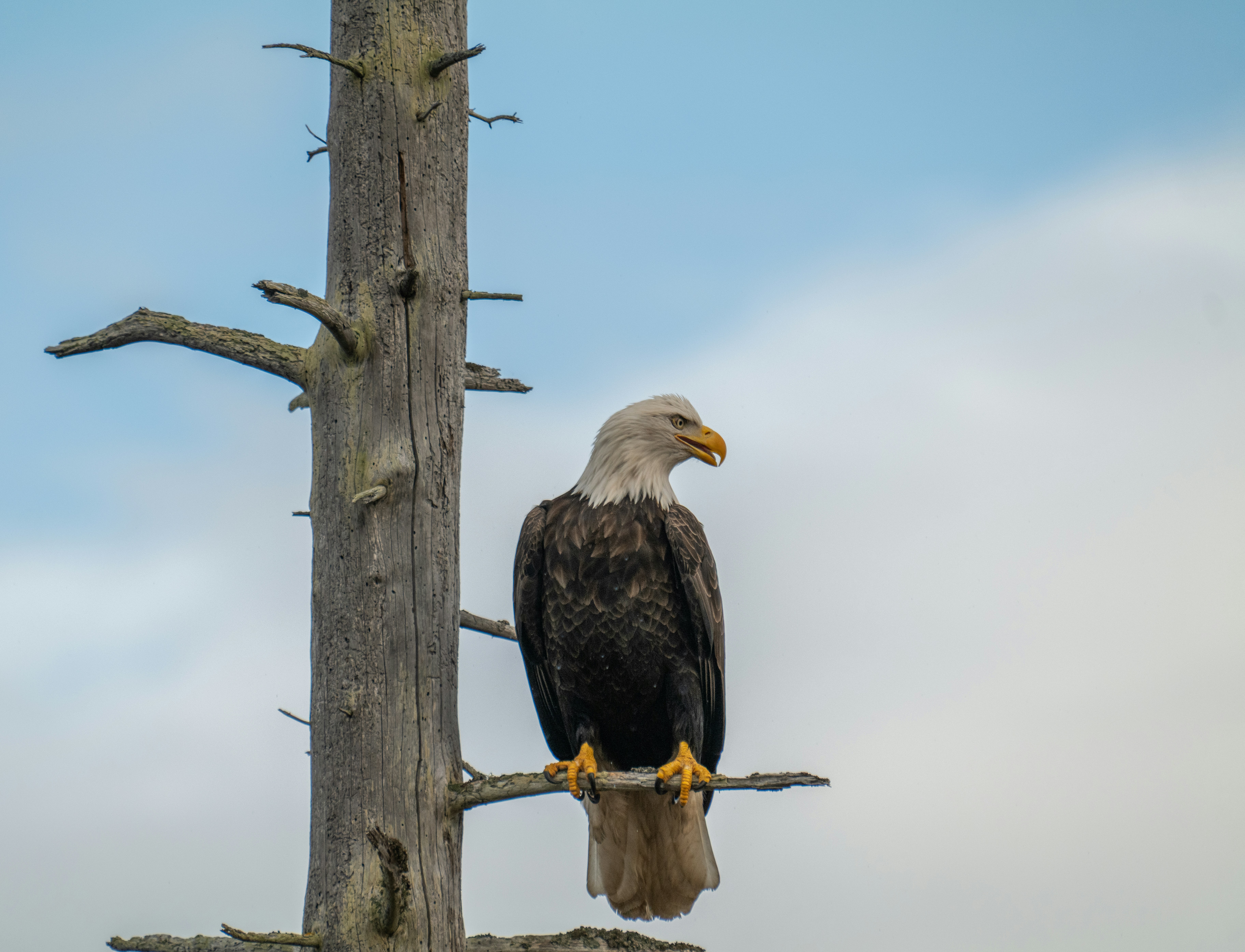 A bald eagle perches on a tree branch. photo – Free Bald eagle Image on ...