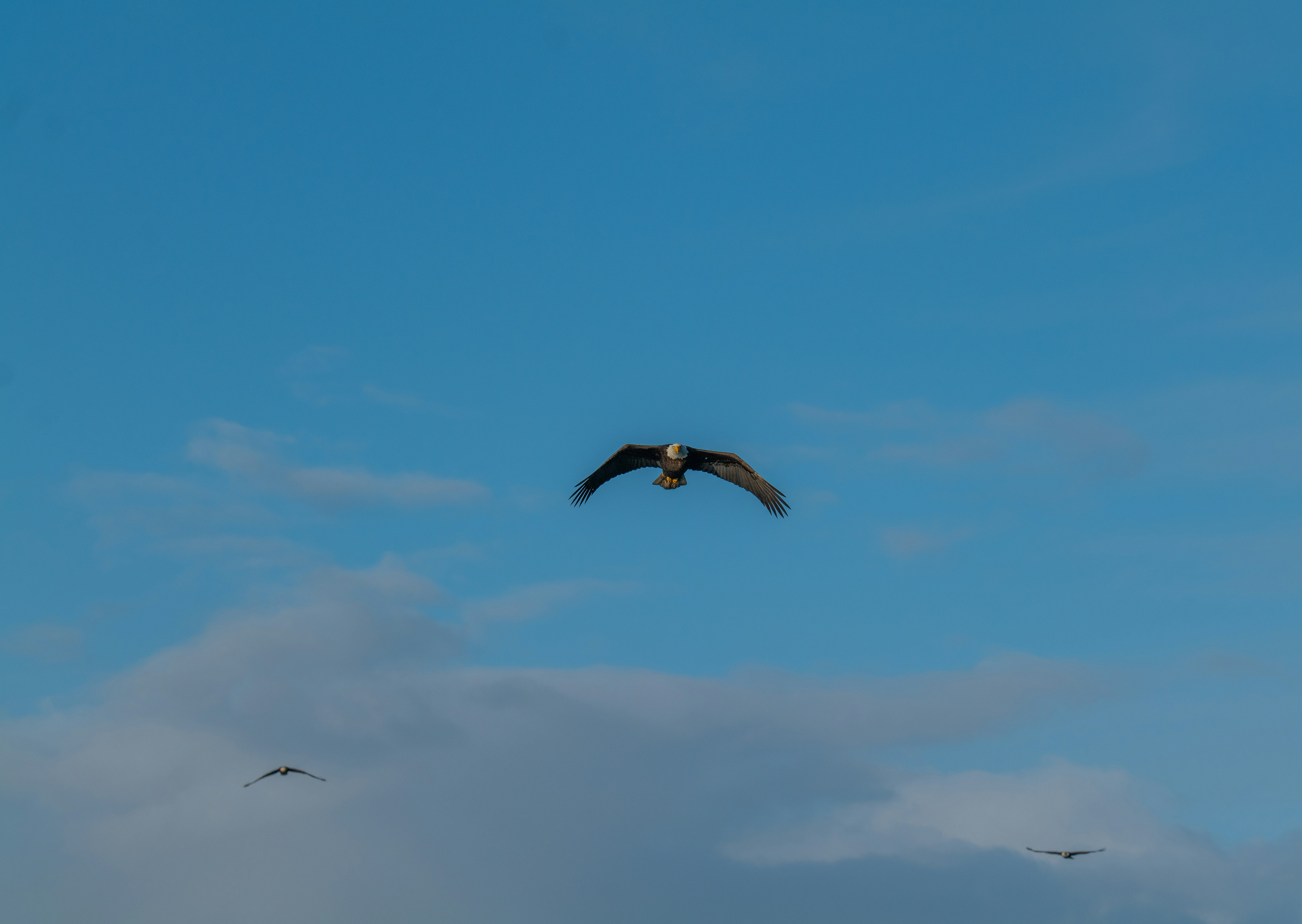 Photograph of three birds in flight against a clear blue sky with wispy clouds. The central raptor anchors the composition as the primary focal point.