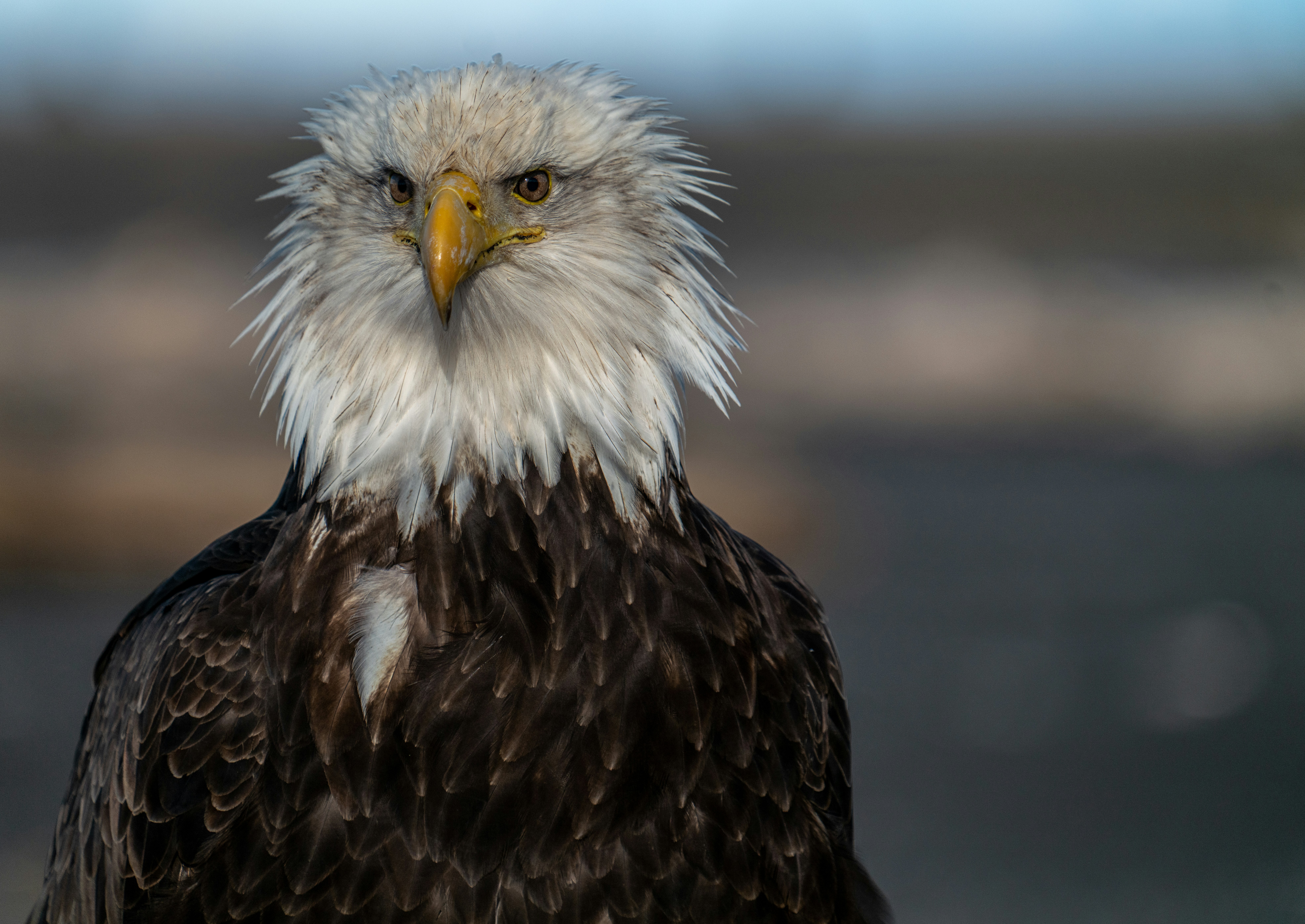 A majestic bald eagle staring straight ahead. photo – Free Bald eagle ...