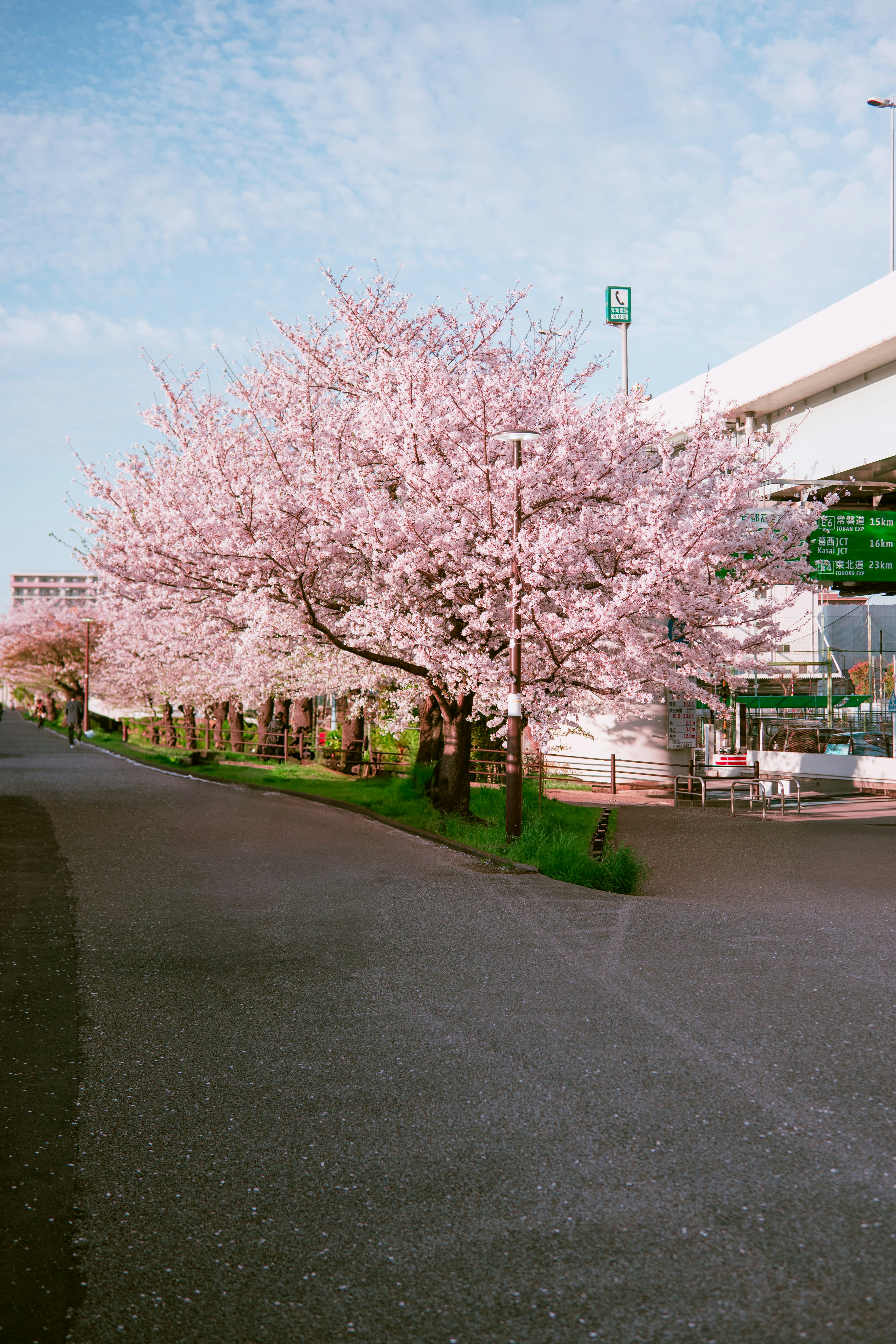 Blooming Canopy by the City Path: Cherry Blossoms Framing an Urban Transit Corridor