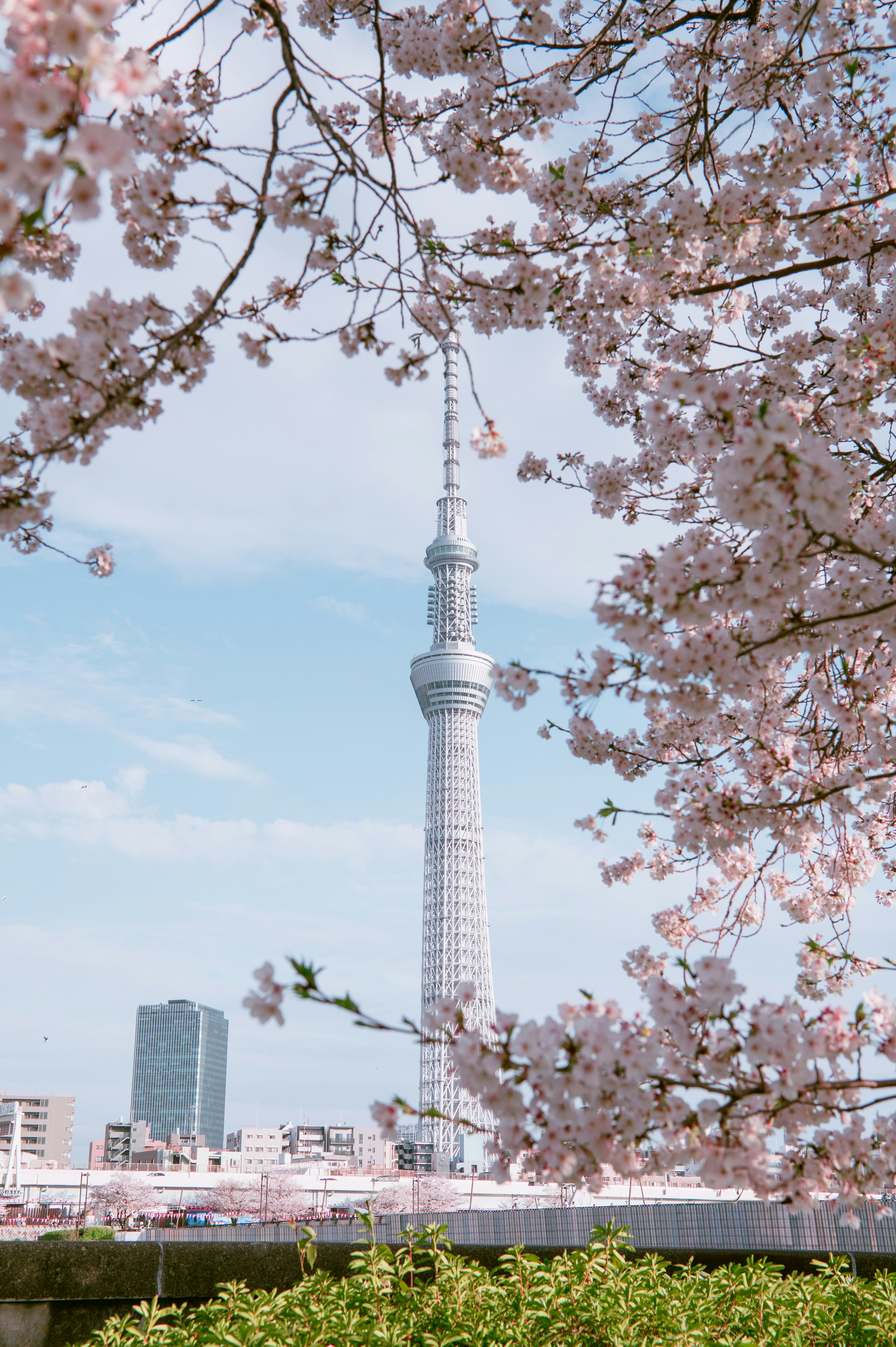 Cherry blossoms frame the tokyo skytree. photo – Free Travel Image on Unsplash