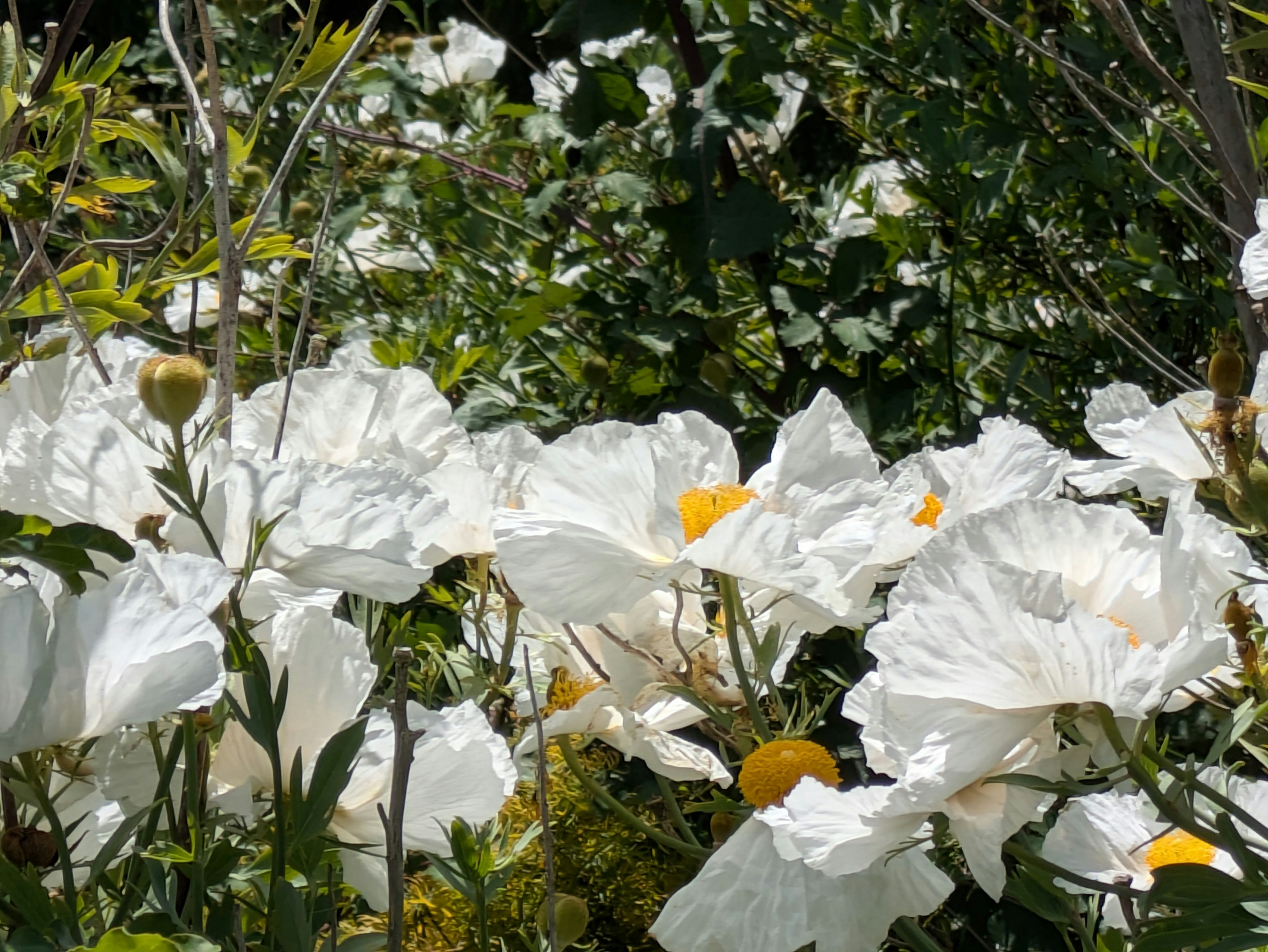 Photo by Philippe LOUAGE with Google Pixel 8a