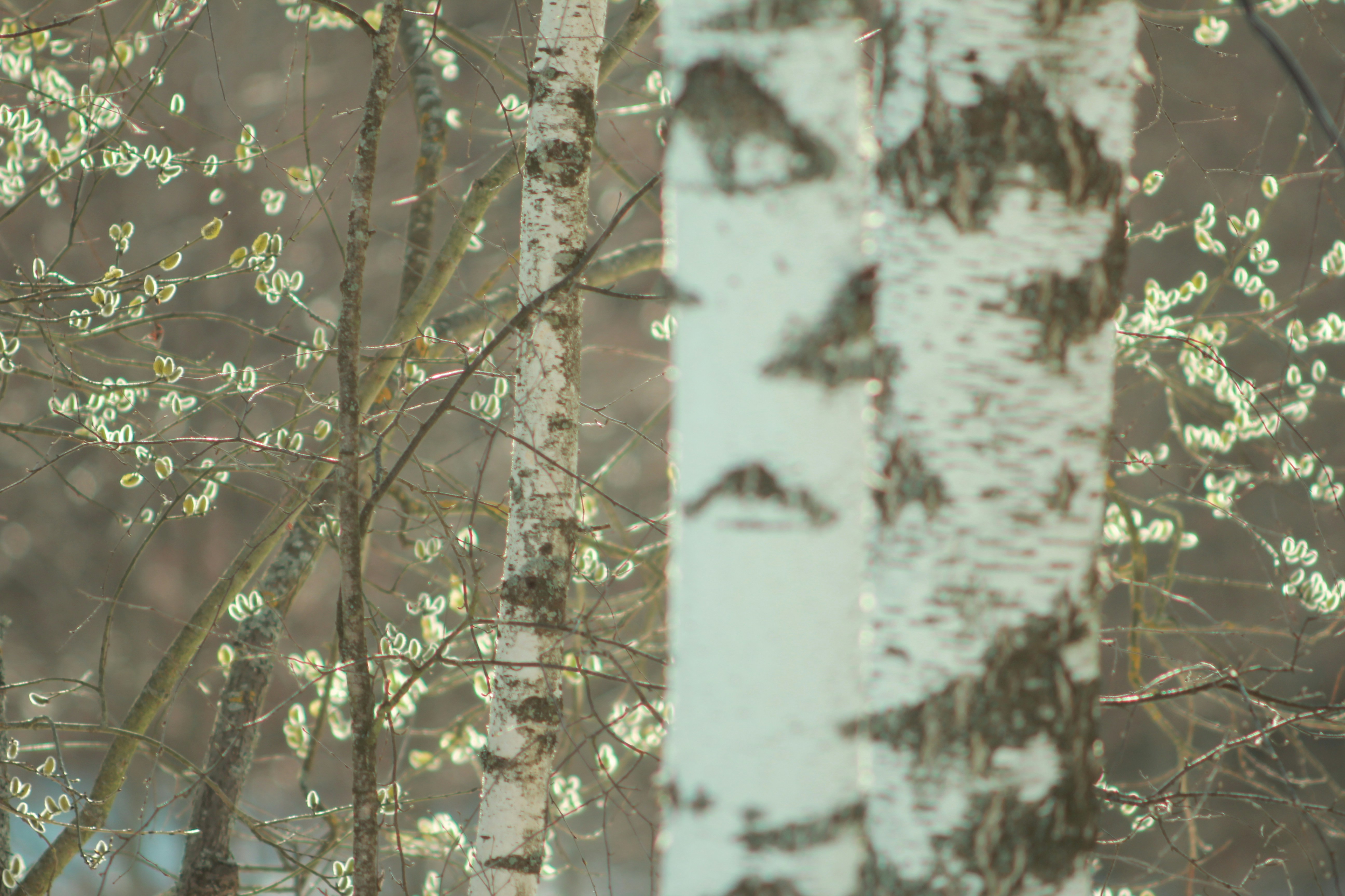 Crossing Light: A Birch Forest in Soft Dawn
