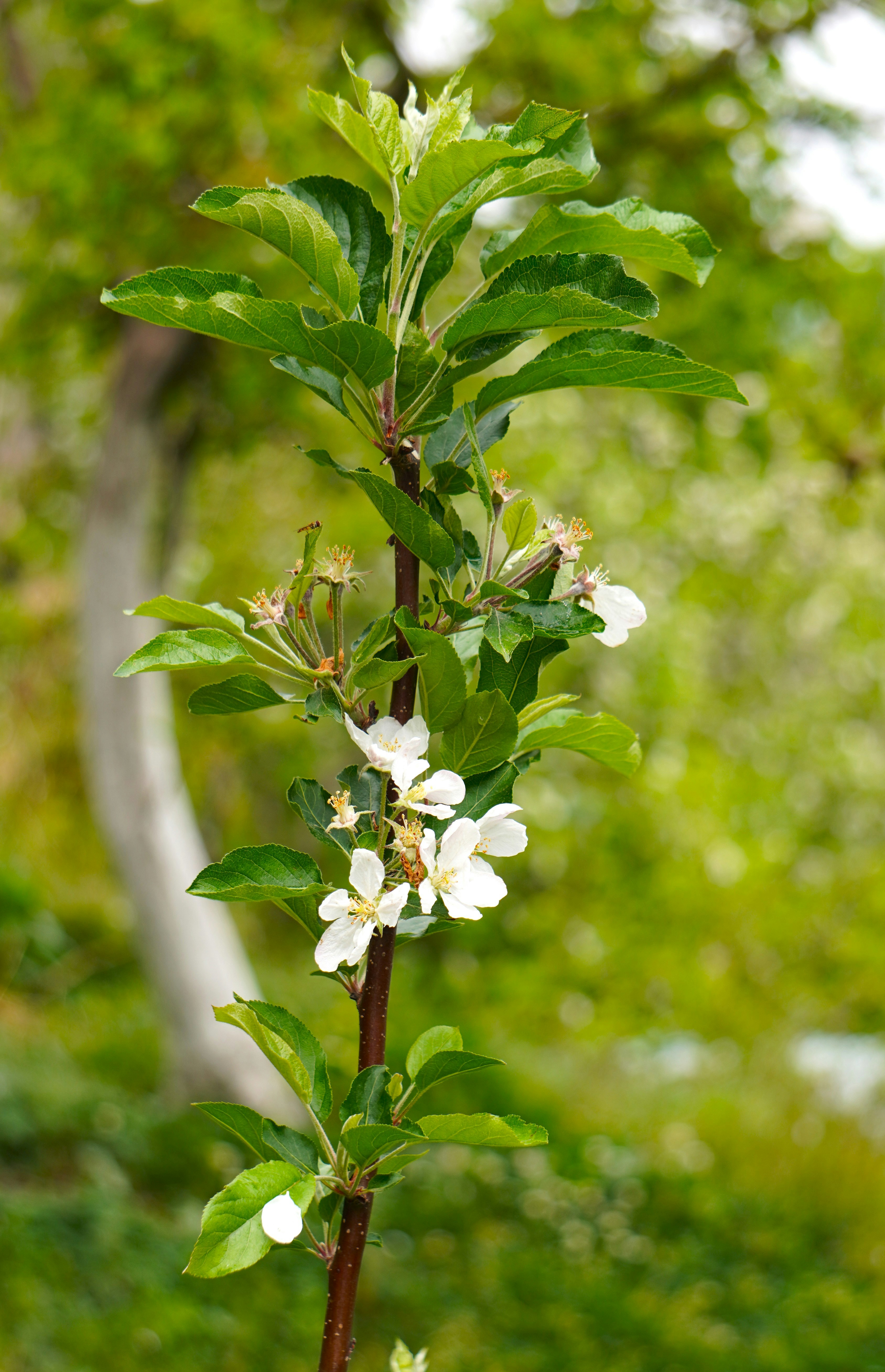 Sunlit White Blooms Along a Slender Garden Stem