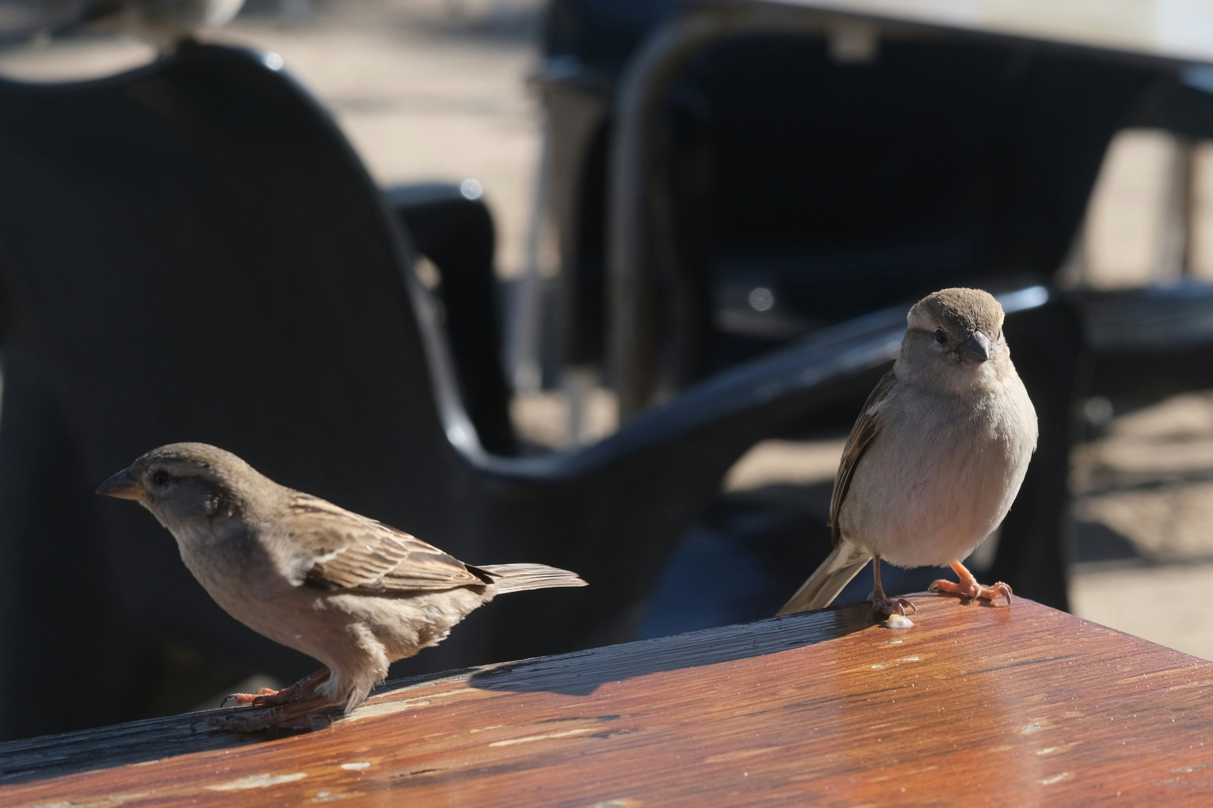 750+ Sparrow Pictures | Download Free Images on Unsplash