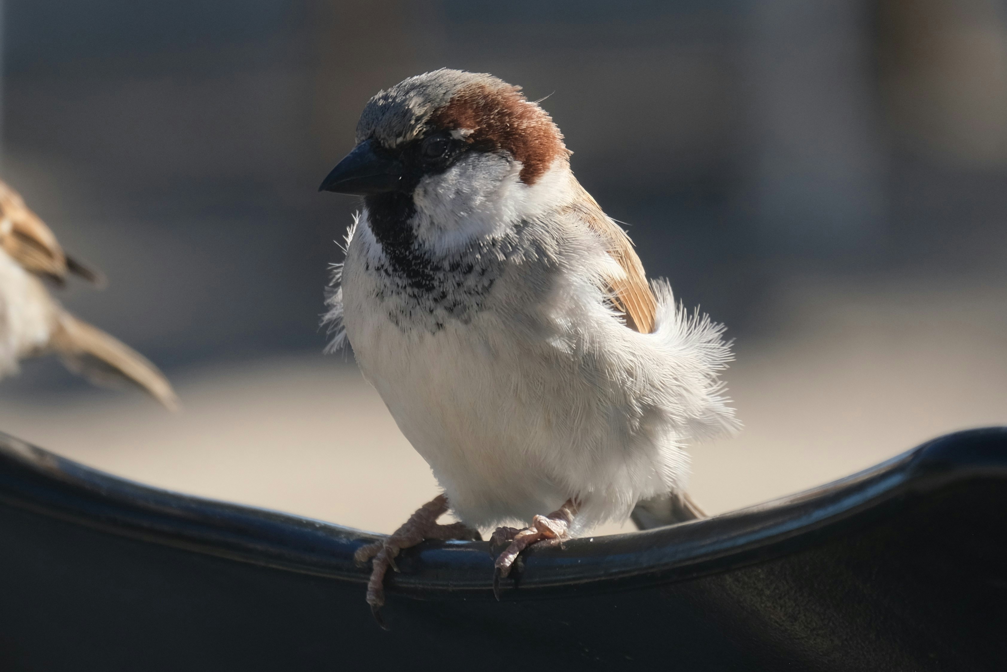 750+ Sparrow Pictures | Download Free Images on Unsplash