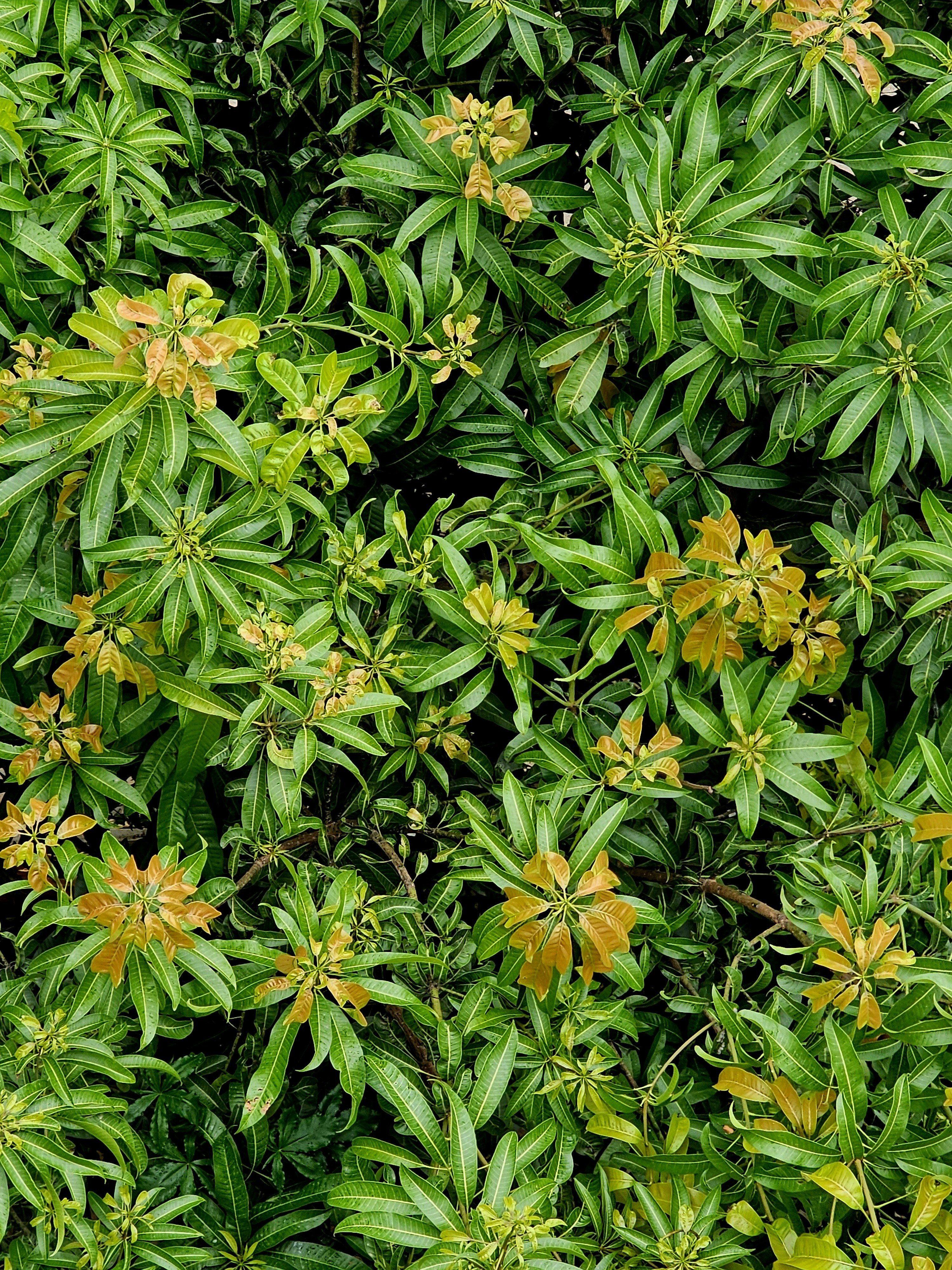 Amber-Tipped Foliage: A Dense Greenscape Close-Up