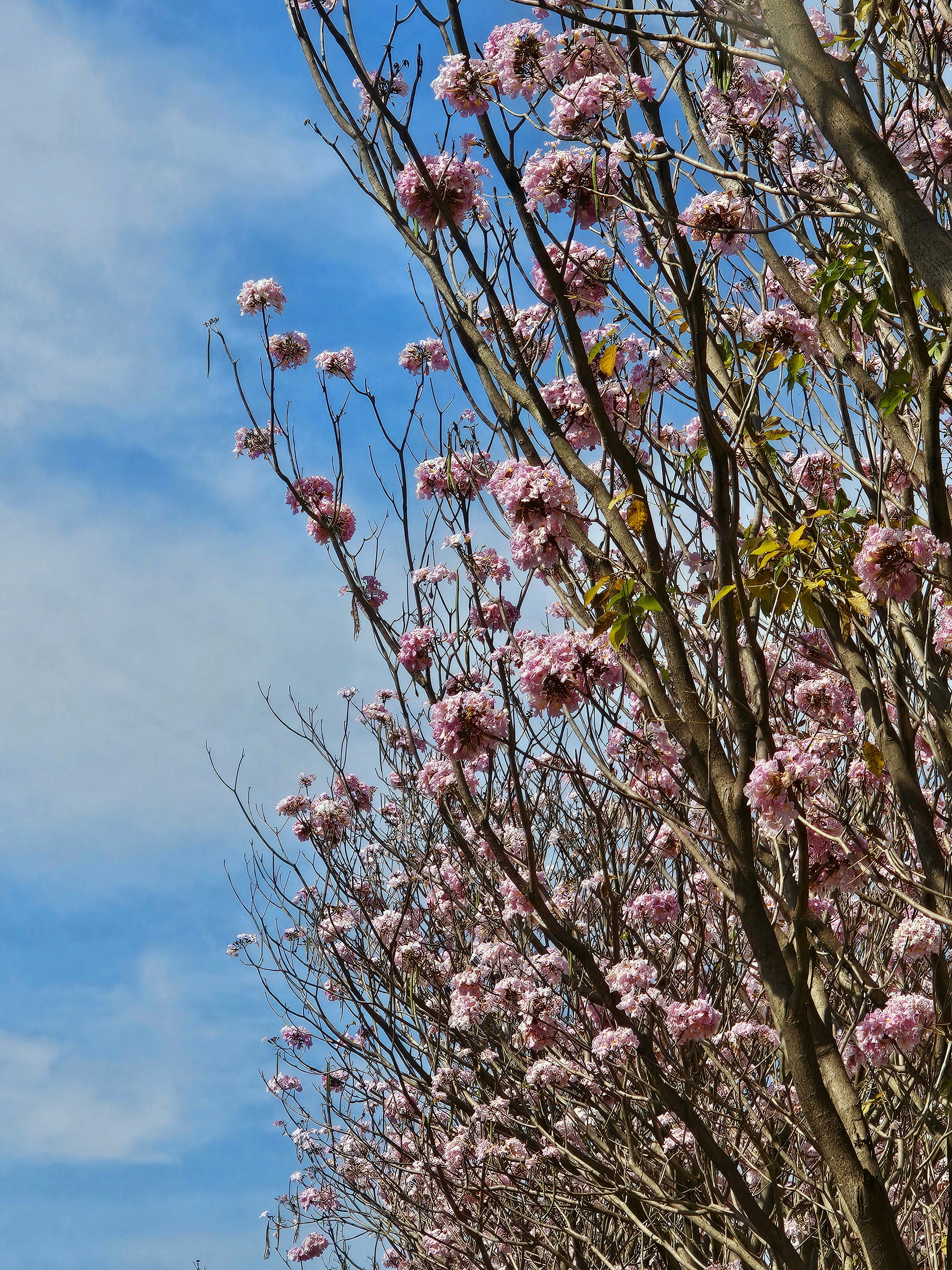 Photo by Dhriti Das Purkayastha with Samsung Galaxy S23 Ultra