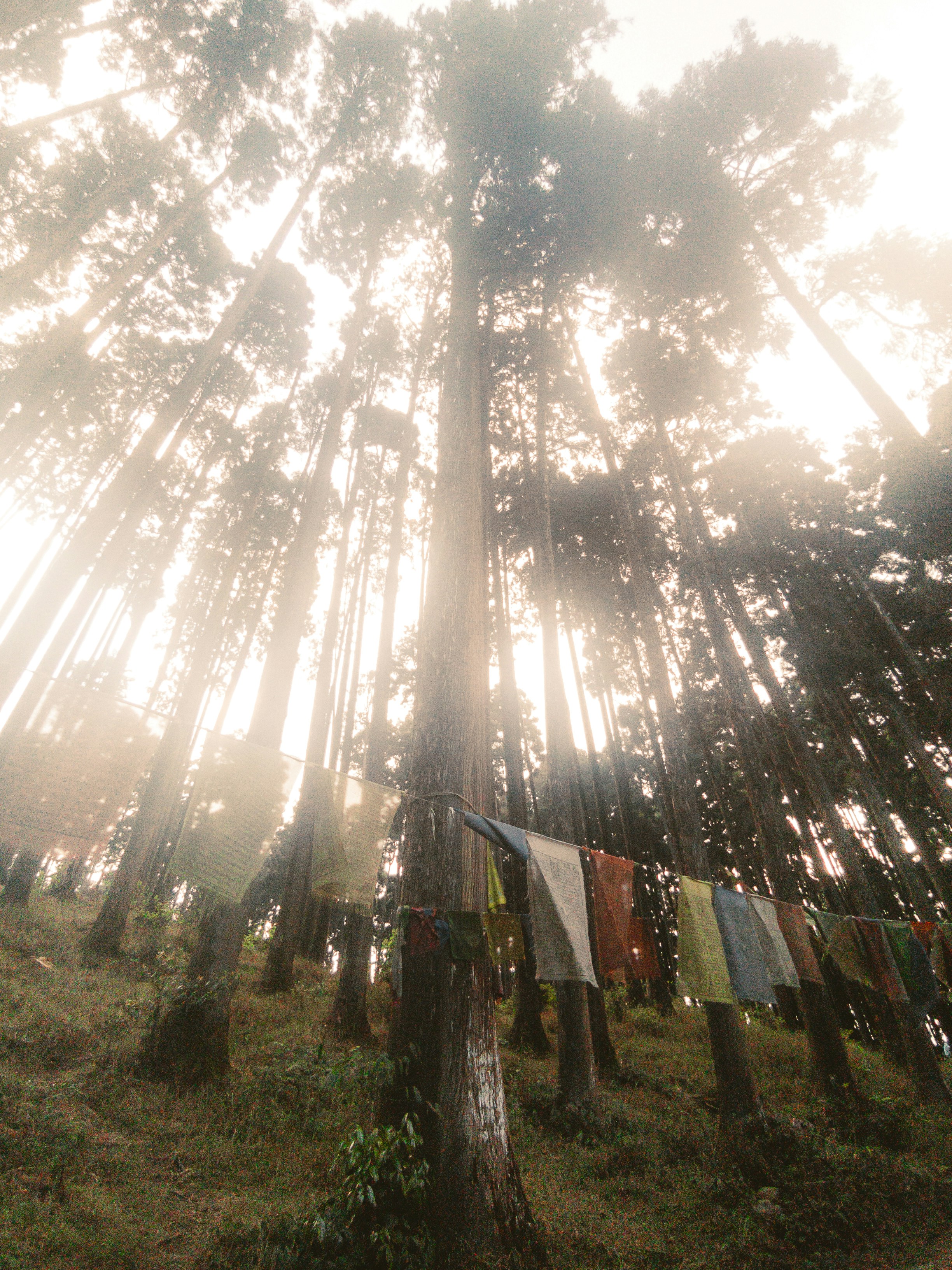 Threads of Light: Prayer Flags Through a Misty Pine Forest