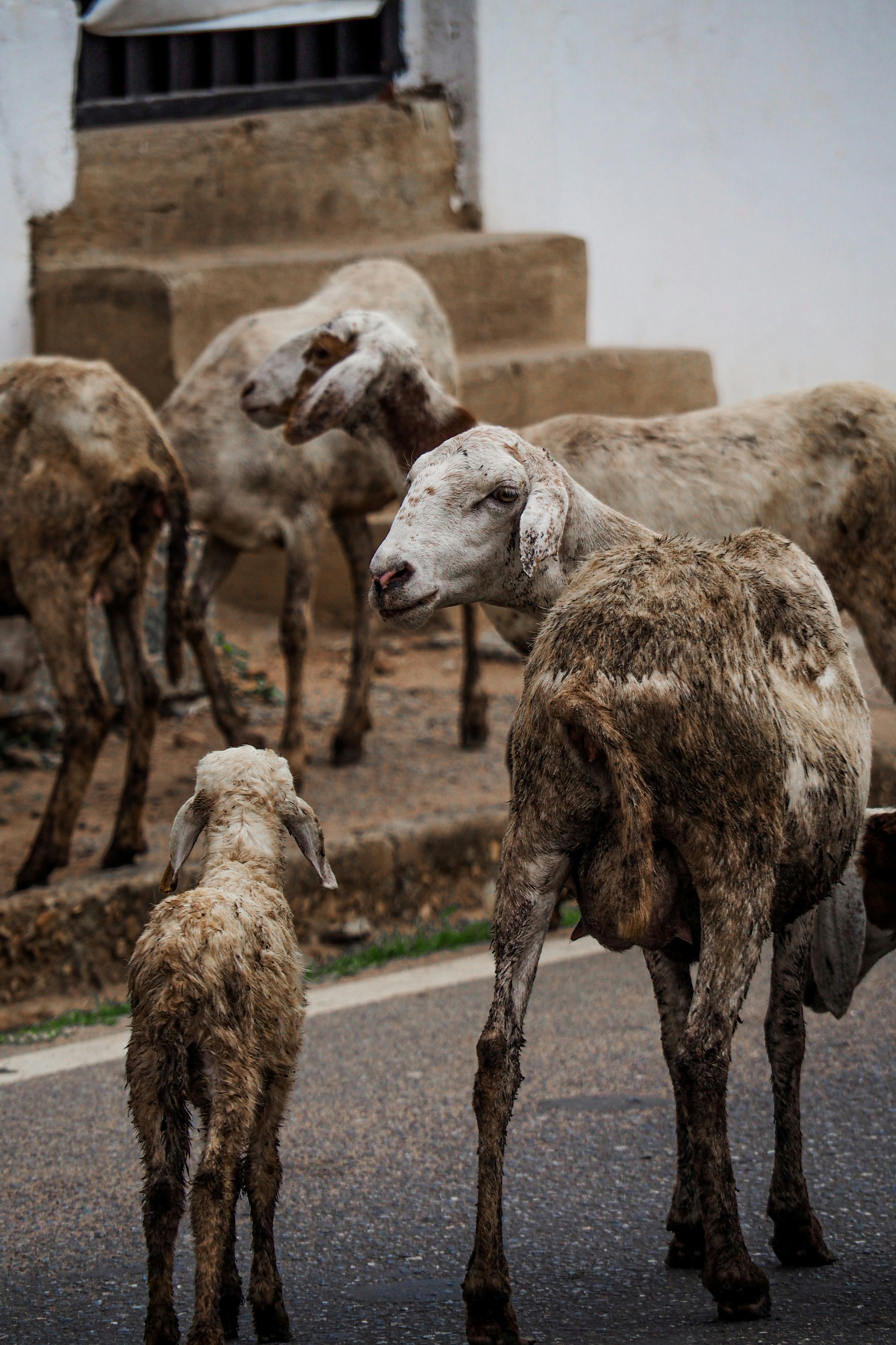 A Quiet Moment Amongst the Herd
