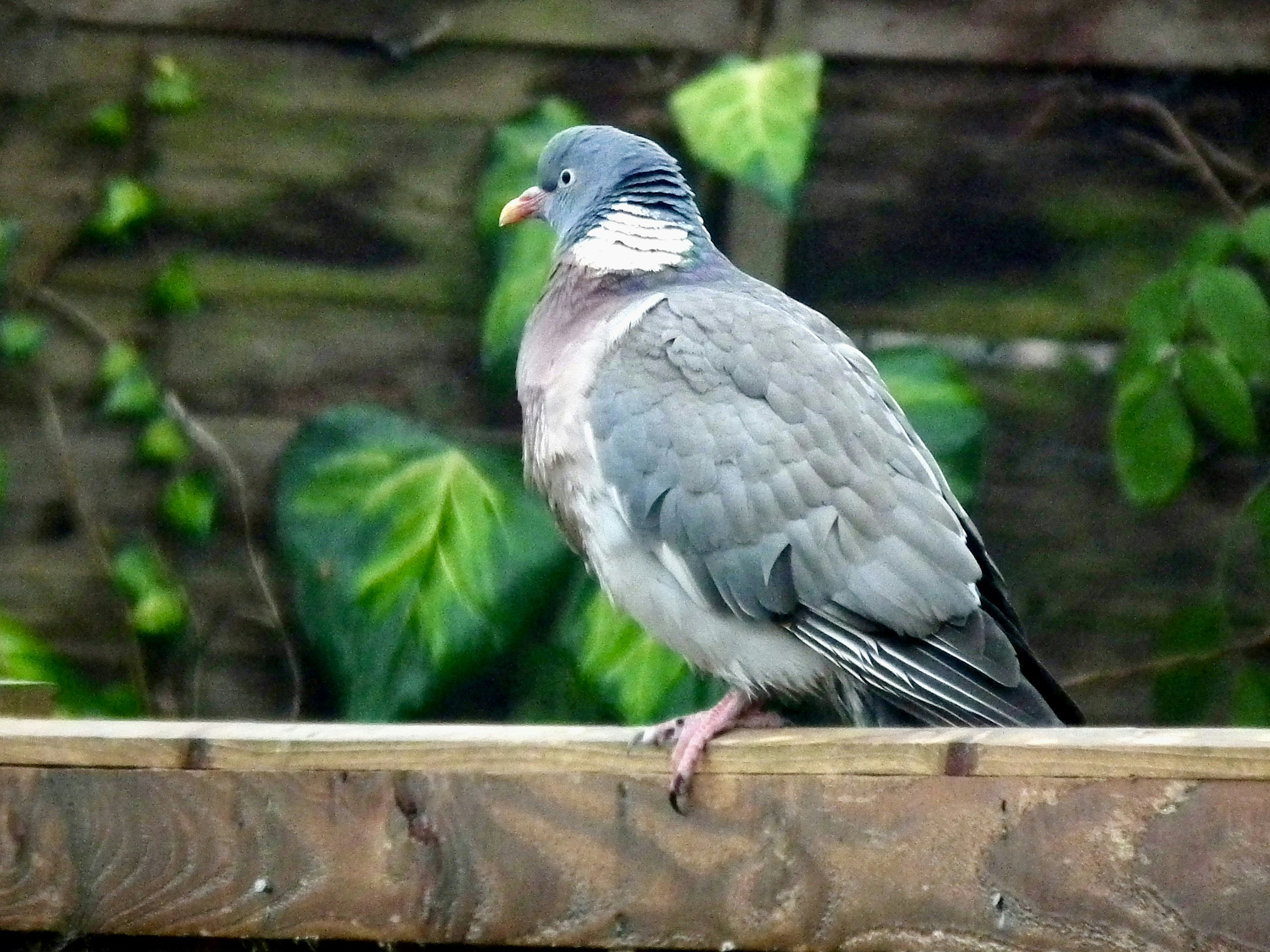 Photo by fred tromp with Fujifilm FinePix HS10