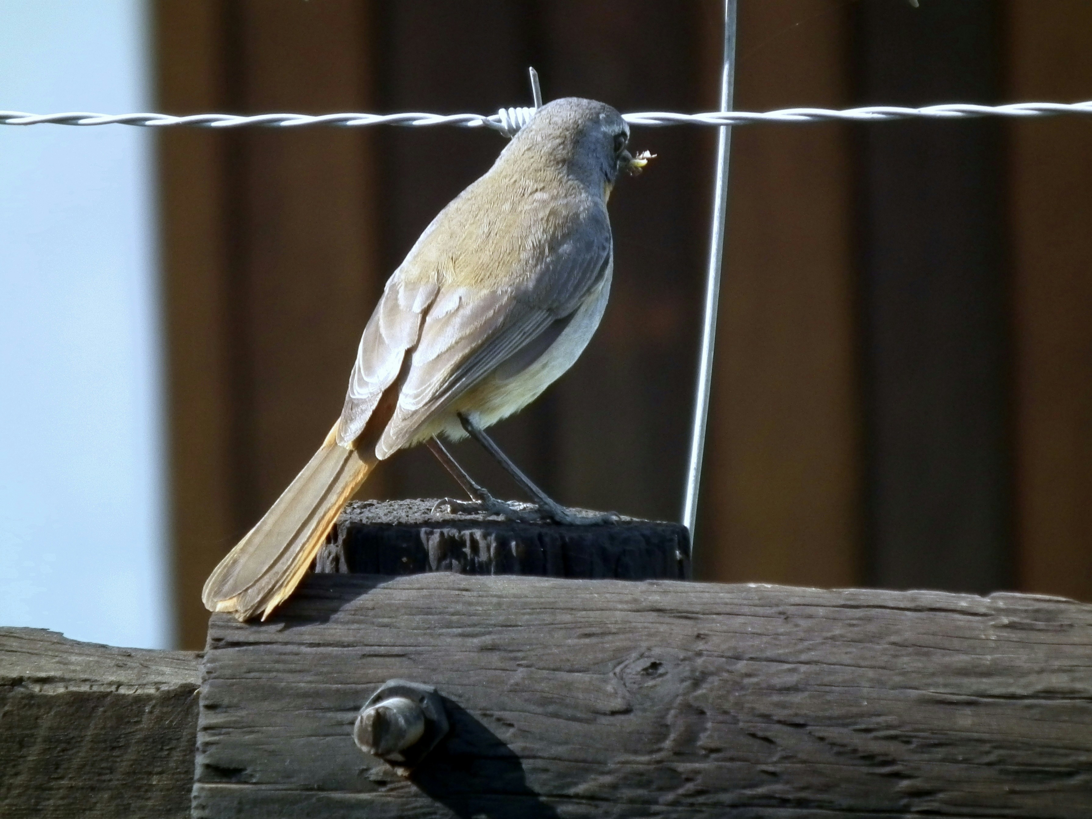 Robin; birds, nature, animals