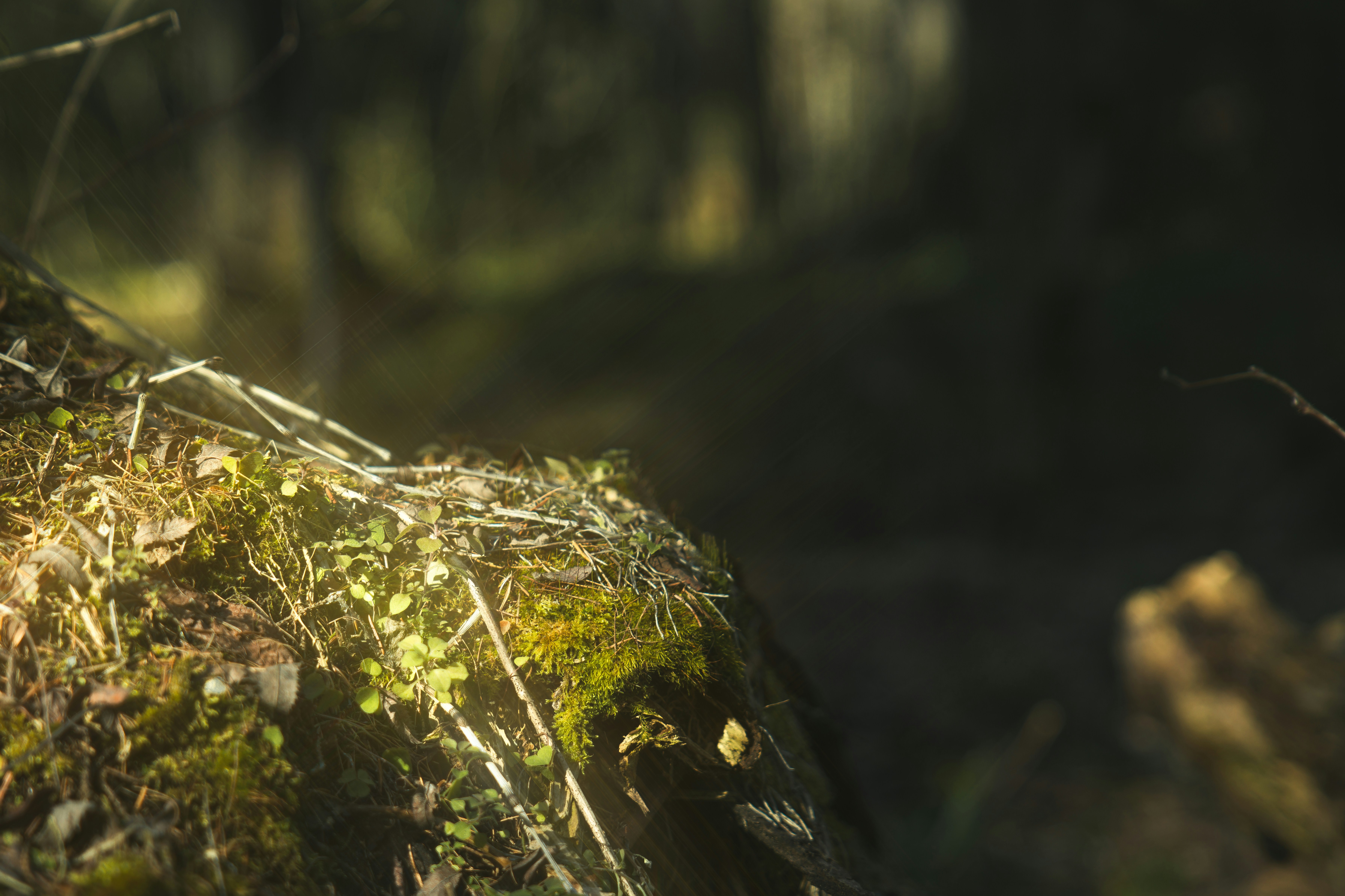 Lush moss and delicate greenery thrive on a fallen log, illuminated by soft sunlight filtering through the trees.