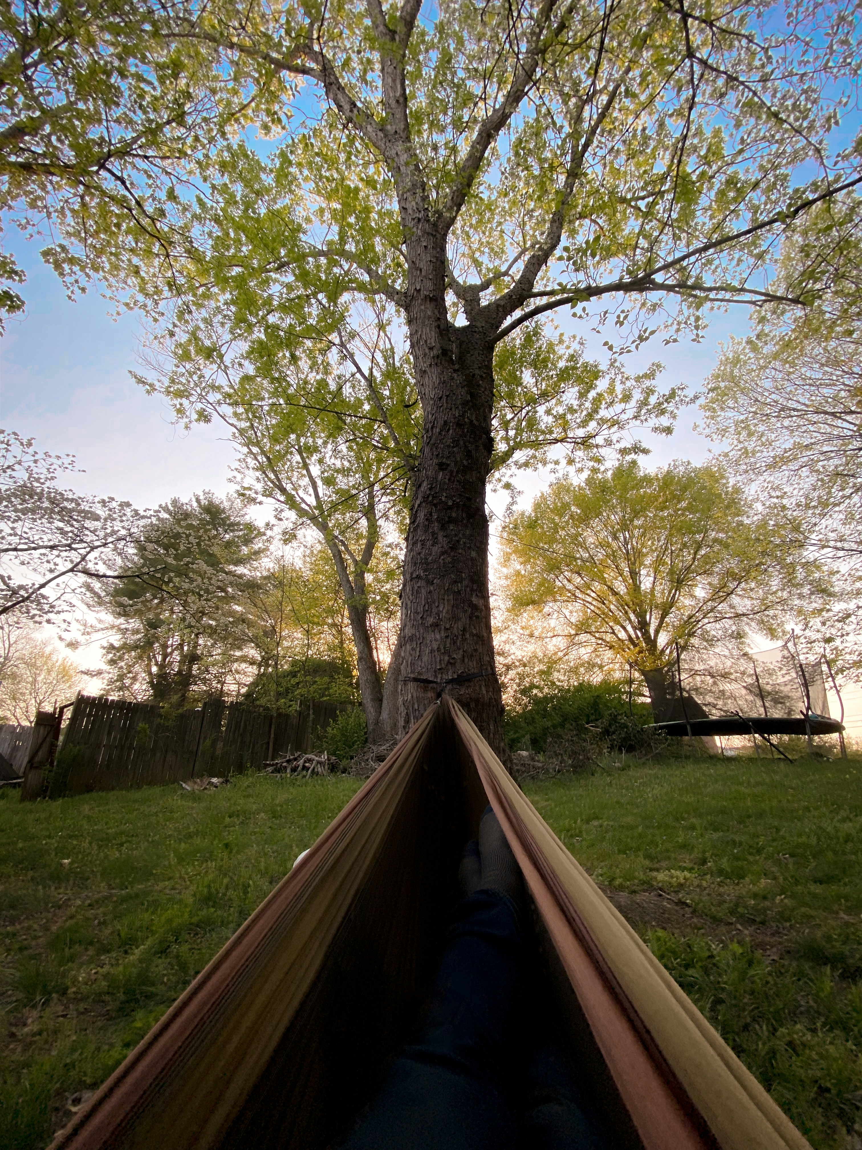 Hammock Sightline: A Tranquil Backyard Under a Lively Canopy
