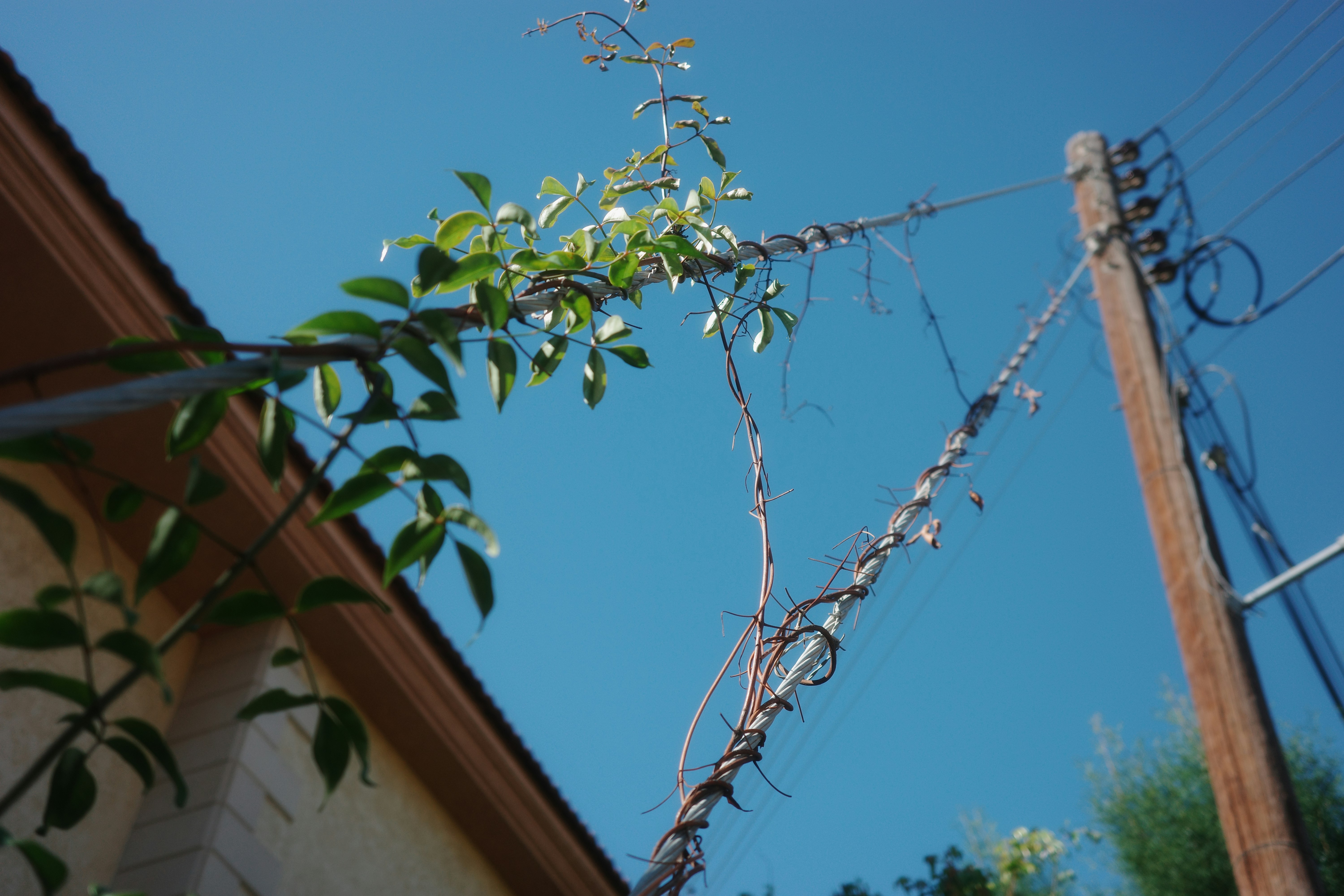Vine Tendrils Clinging to Utility Lines Against a Bright Sky