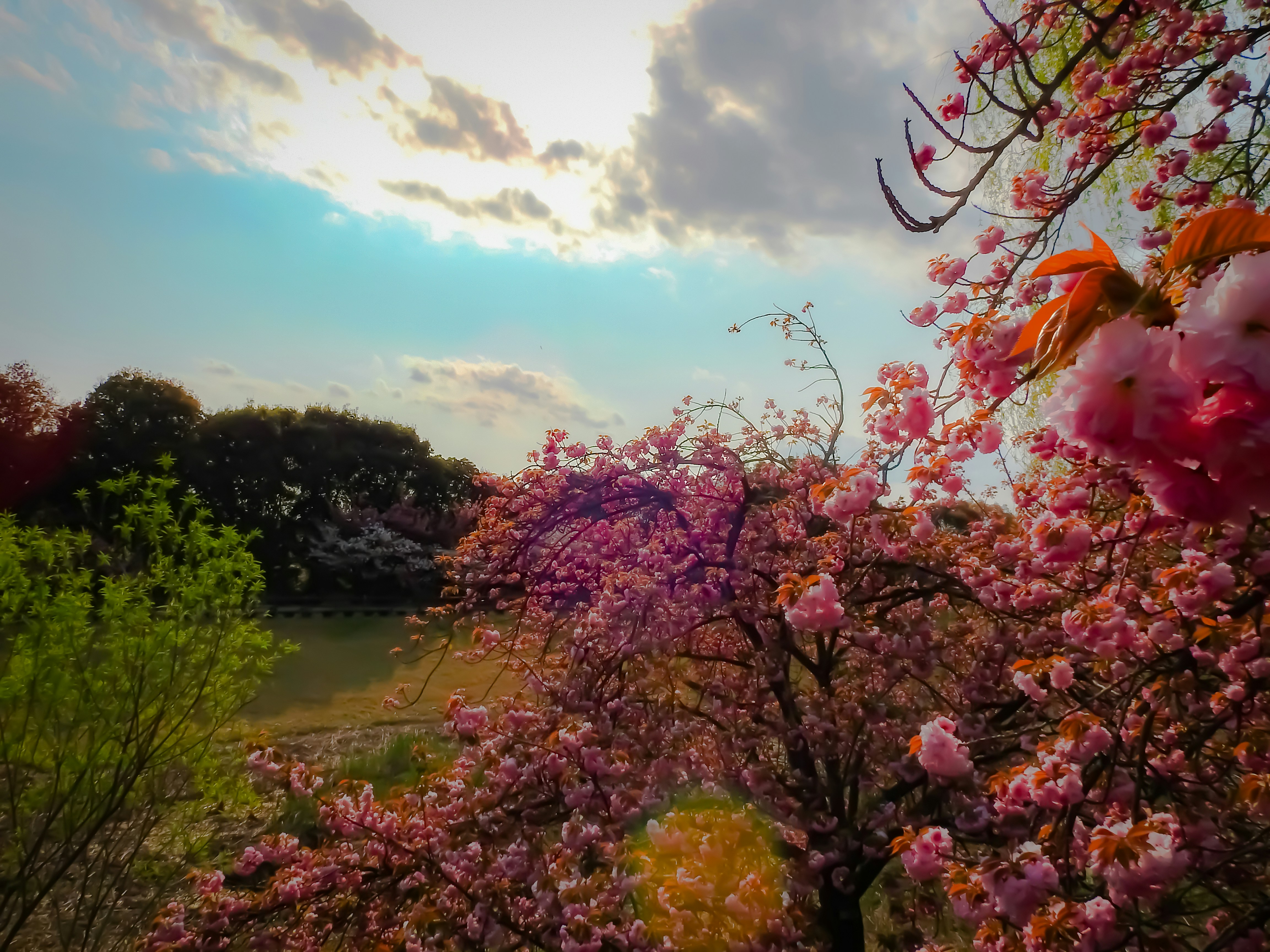 Blooming Cherry Canopy by a Lakeside Sky