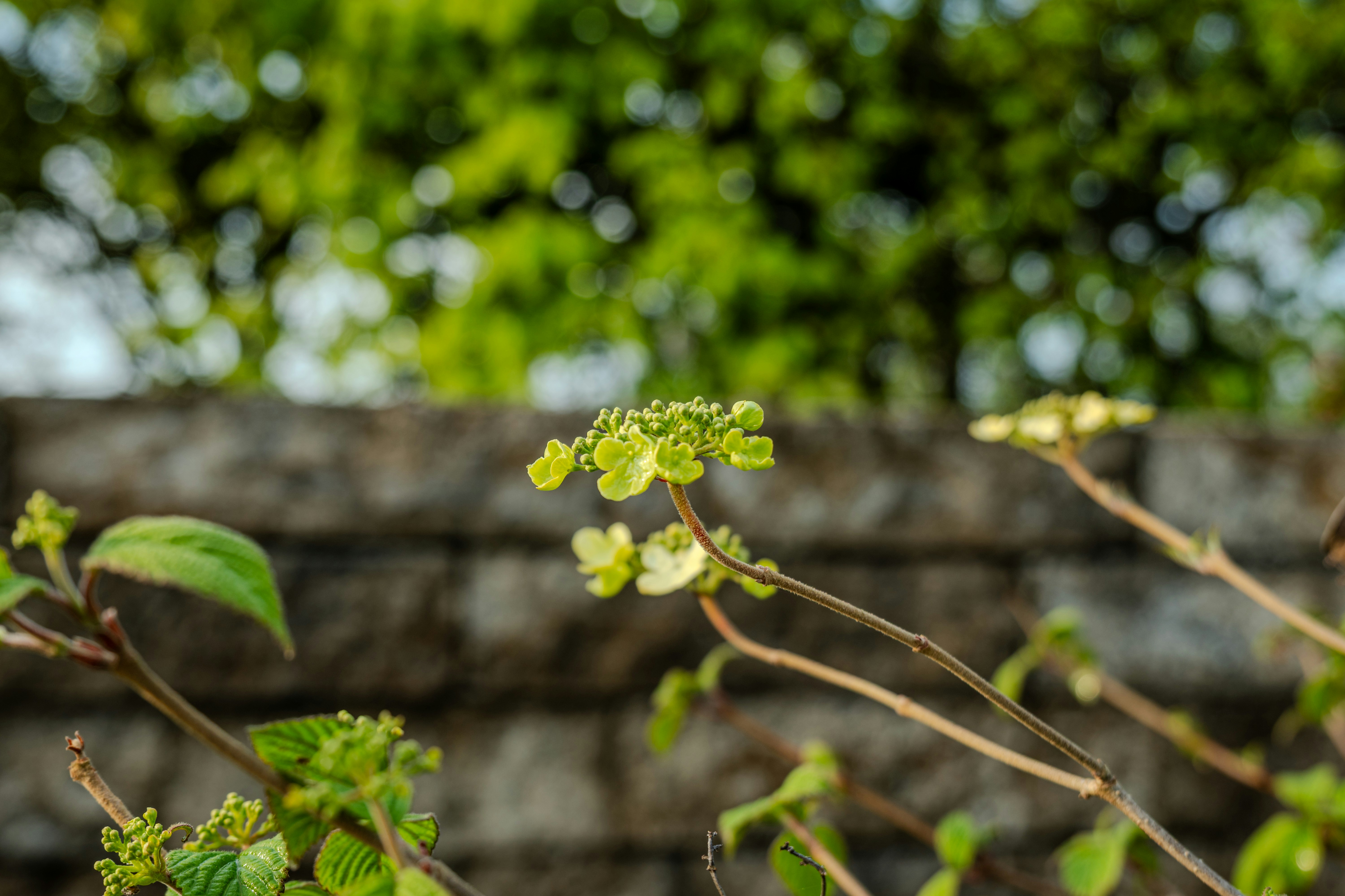Close-up of small flowers with a green background. photo – Free Flower ...